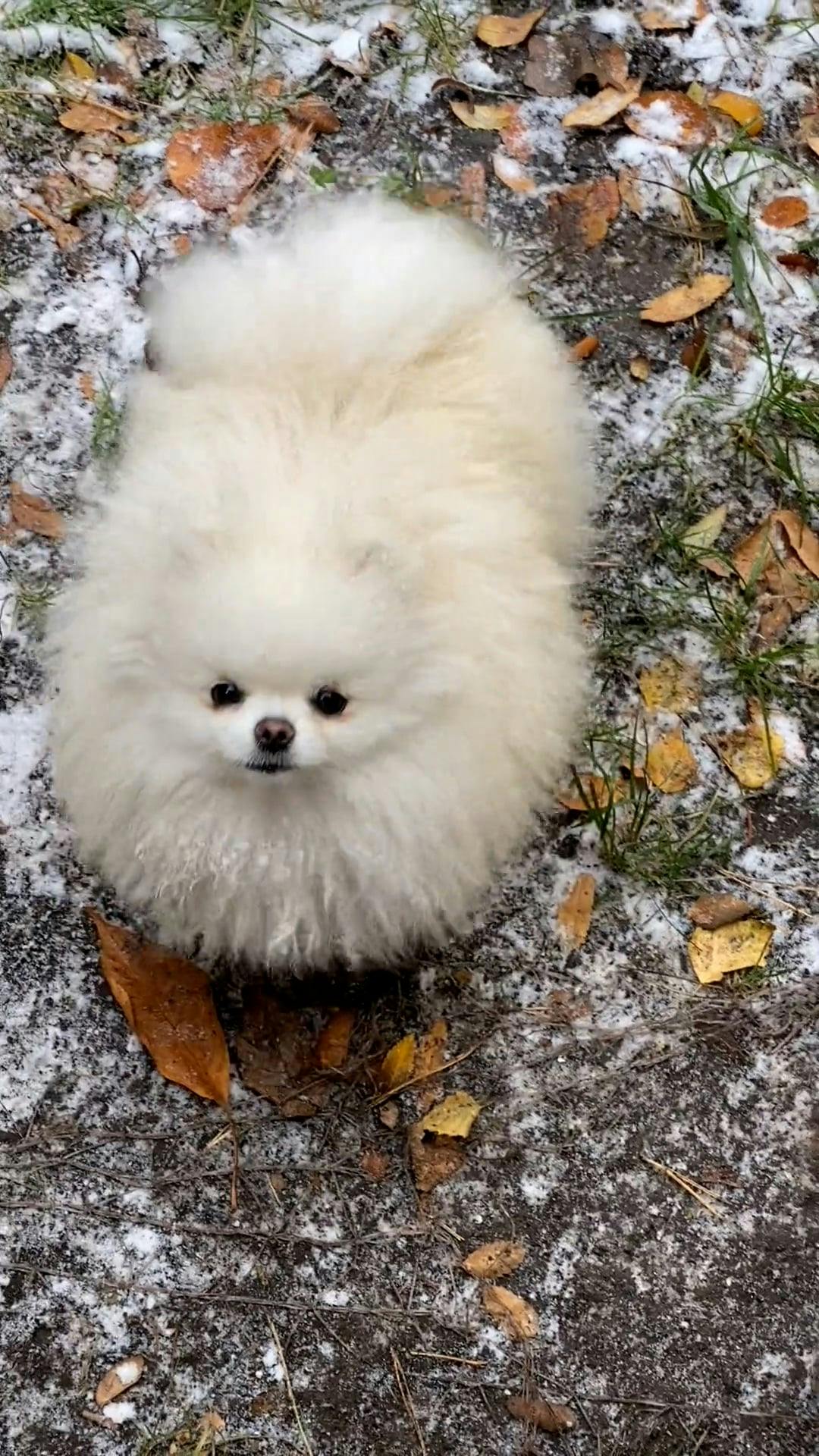 Fluffy Dogs Barking · Free Stock Video