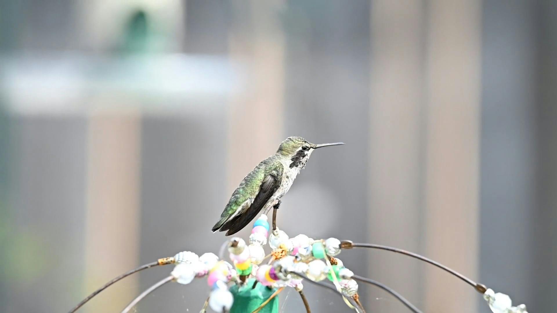 A Humming Bird Suspended In The Air Flying Before Resting Free Stock ...