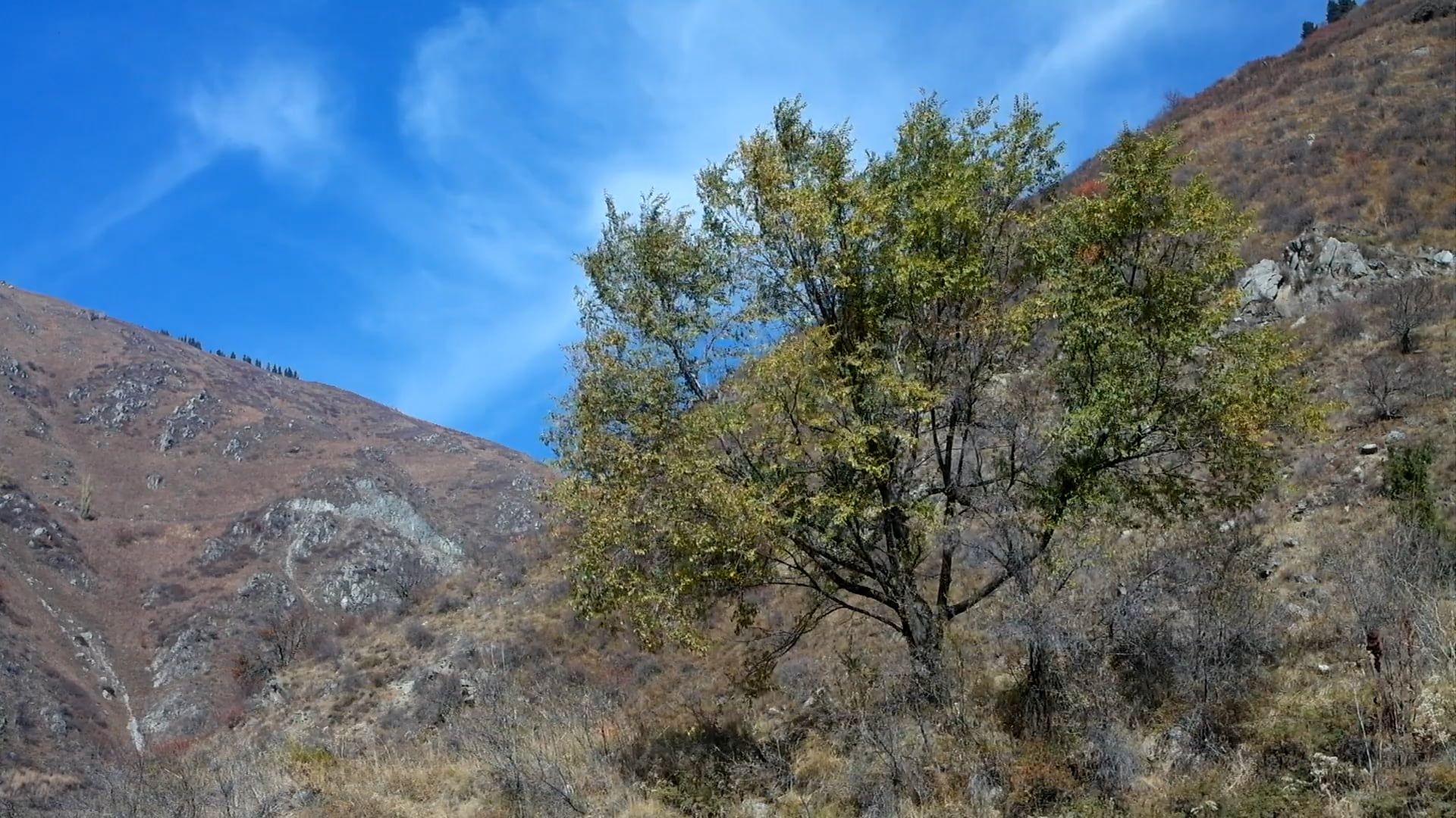 Tree Waving on Wind Free Stock Video Footage, Royalty-Free 4K & HD ...