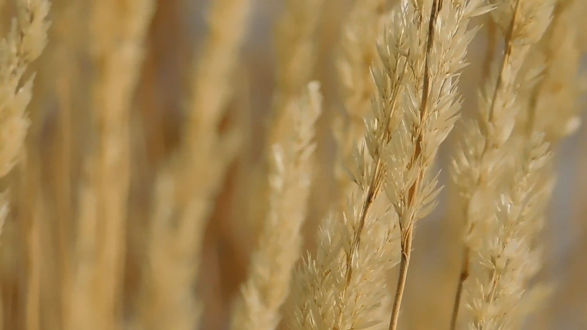 Yellow Grain Stems Waving on Wind Free Stock Video Footage, Royalty ...