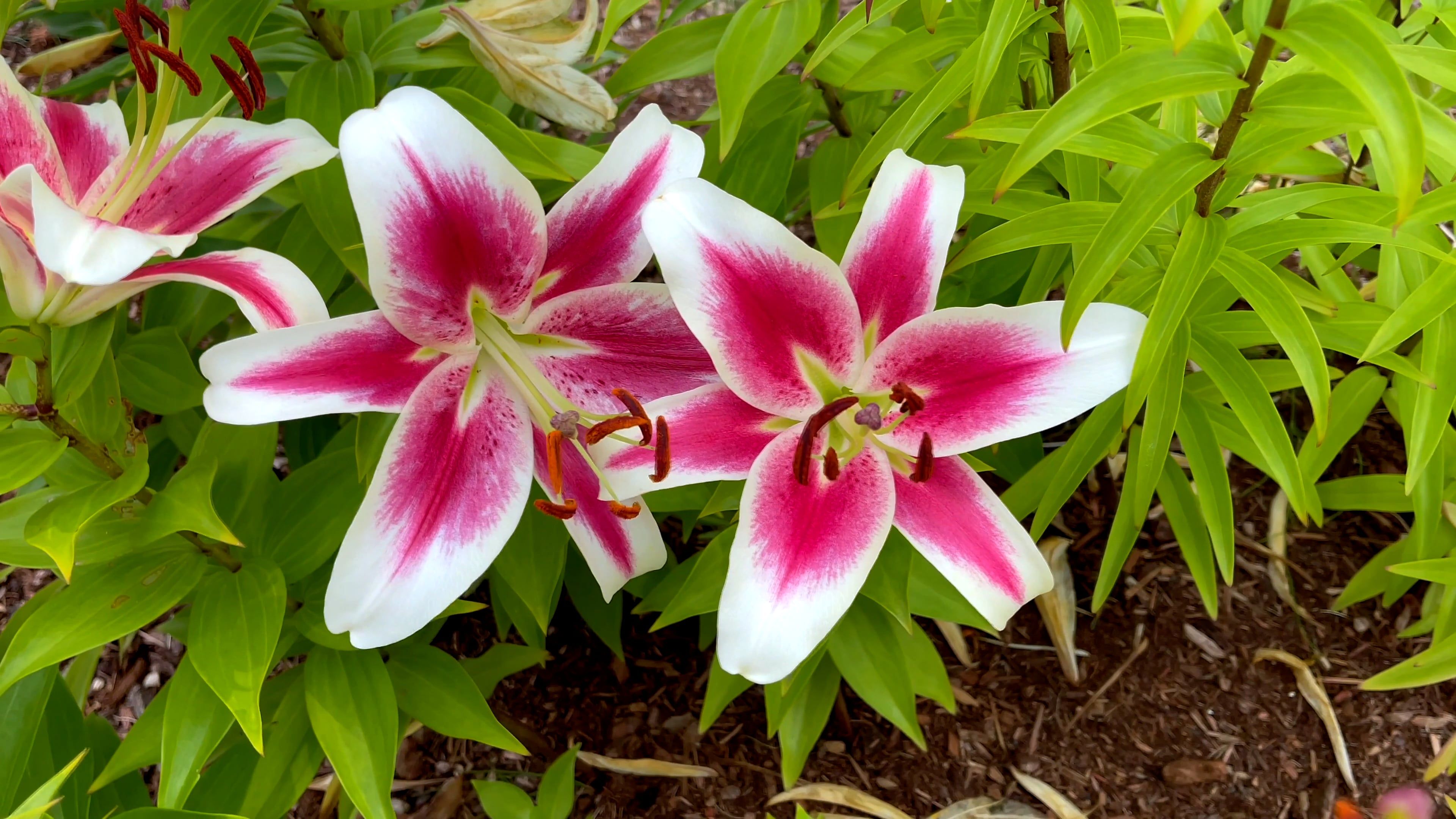 Flower Swaying in The Wind Free Stock Video Footage, Royalty-Free 4K ...