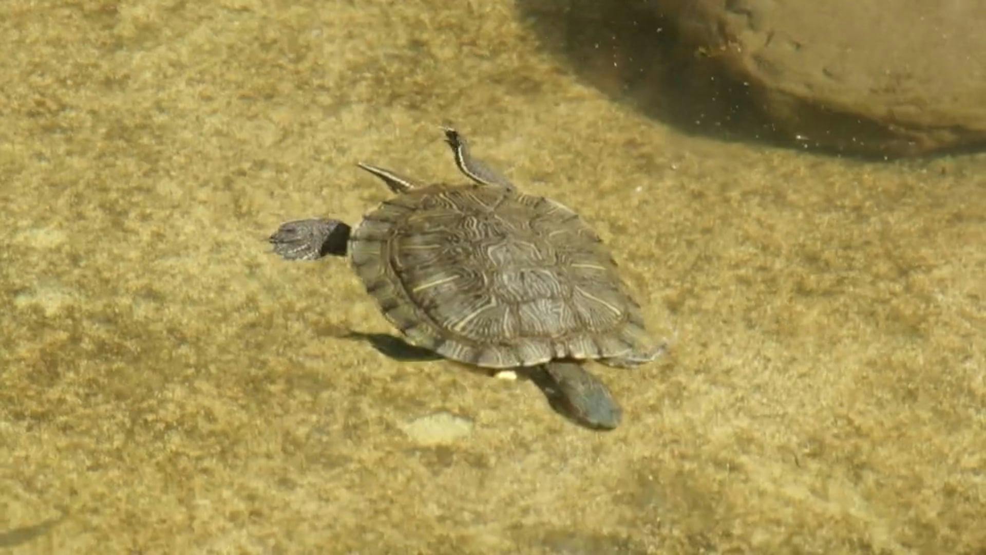 Turtle Swimming in Shallow Water Free Stock Video Footage, Royalty-Free ...