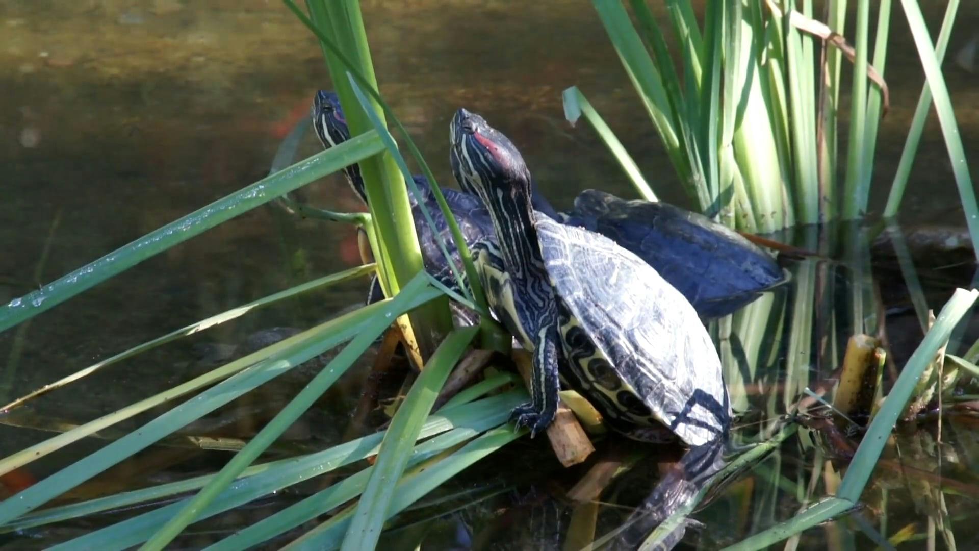 boris balyk - 사진