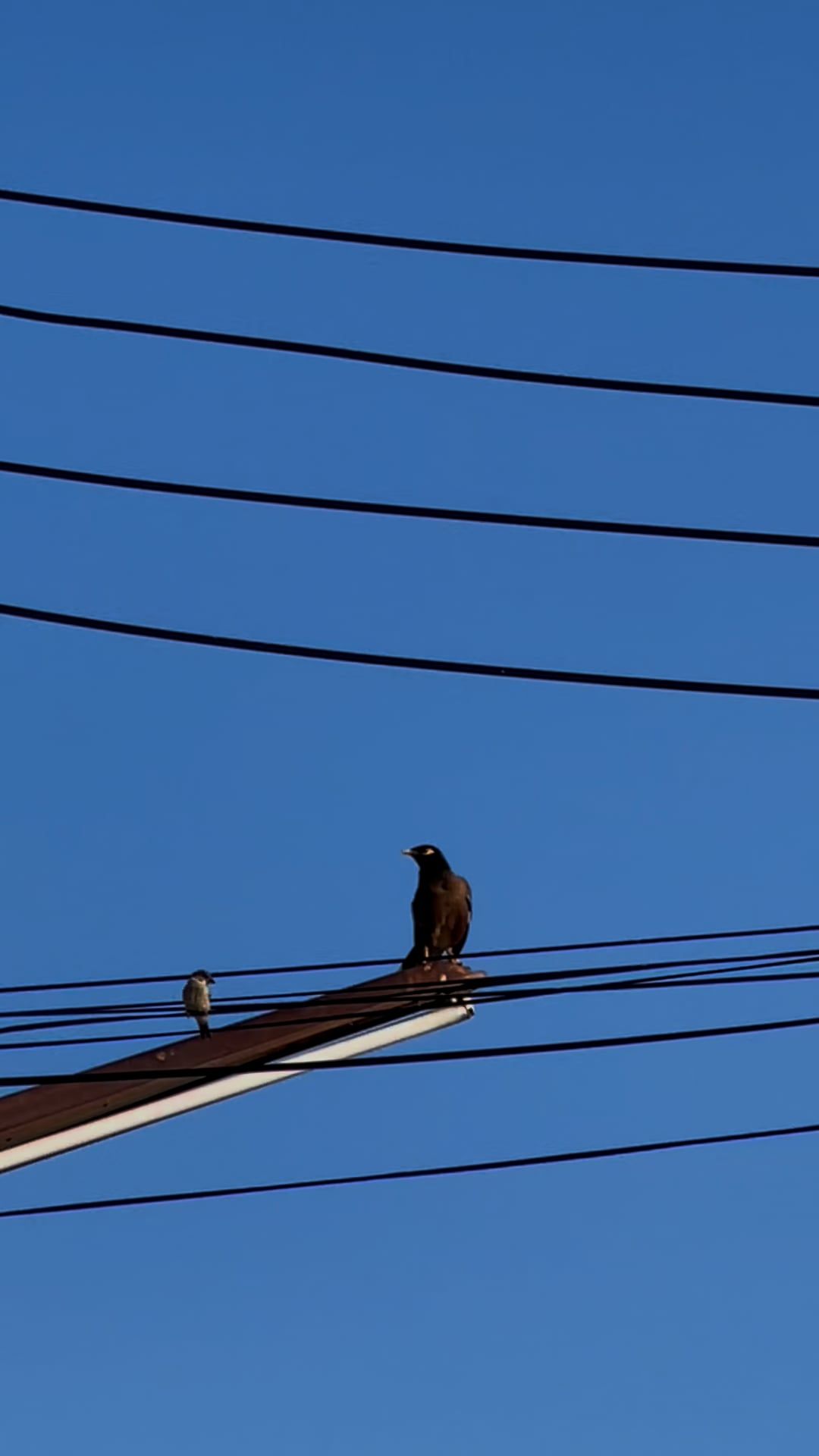 Birds Sitting on Power Lines · Free Stock Video