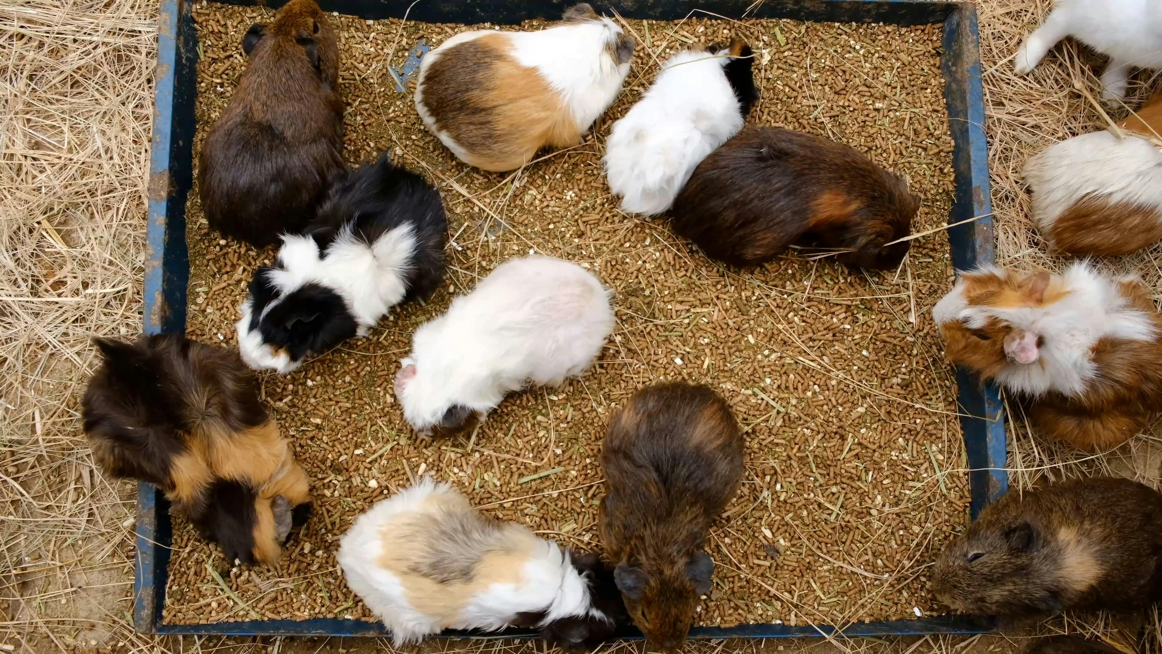 View from Above on Guinea Pigs Free Stock Video Footage, Royalty-Free ...