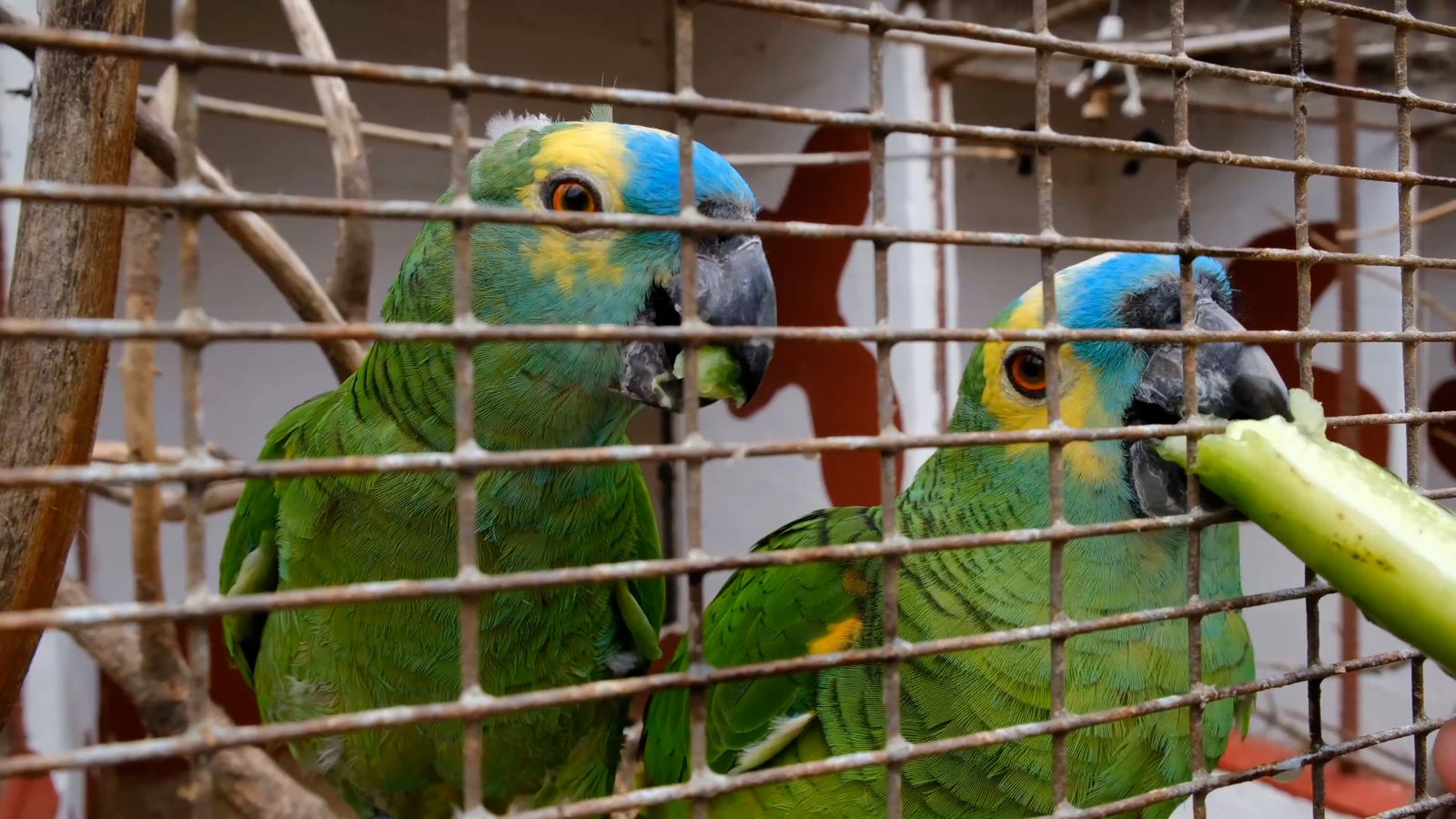 Parrots Videos, Download The BEST Free 4k Stock Video Footage & Parrots ...