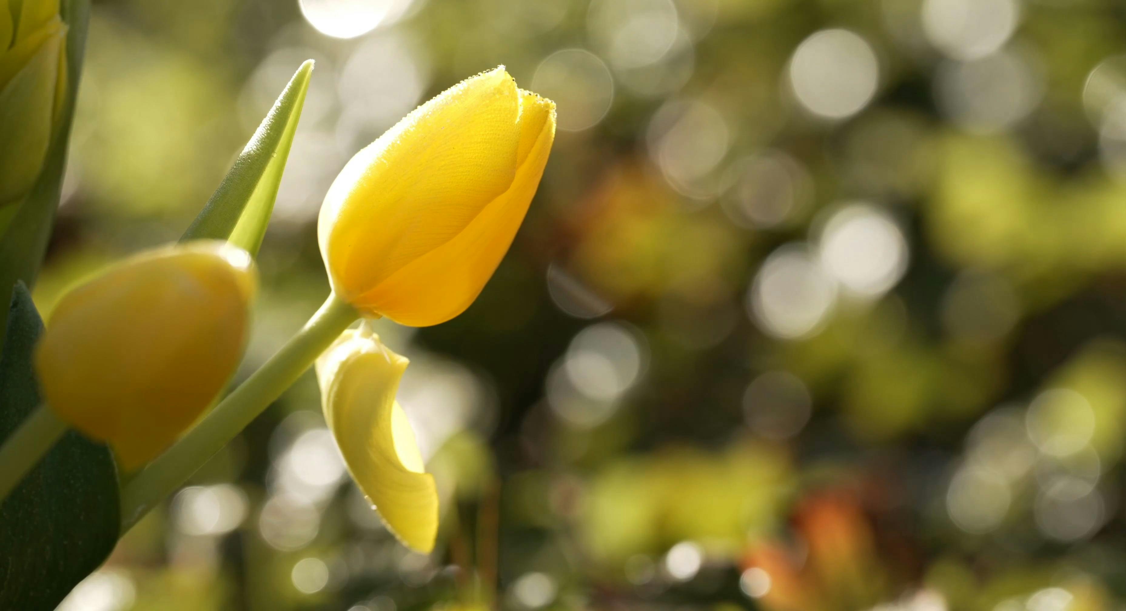 Light Yellow Flower Videos, Download The BEST Free 4k Stock Video ...