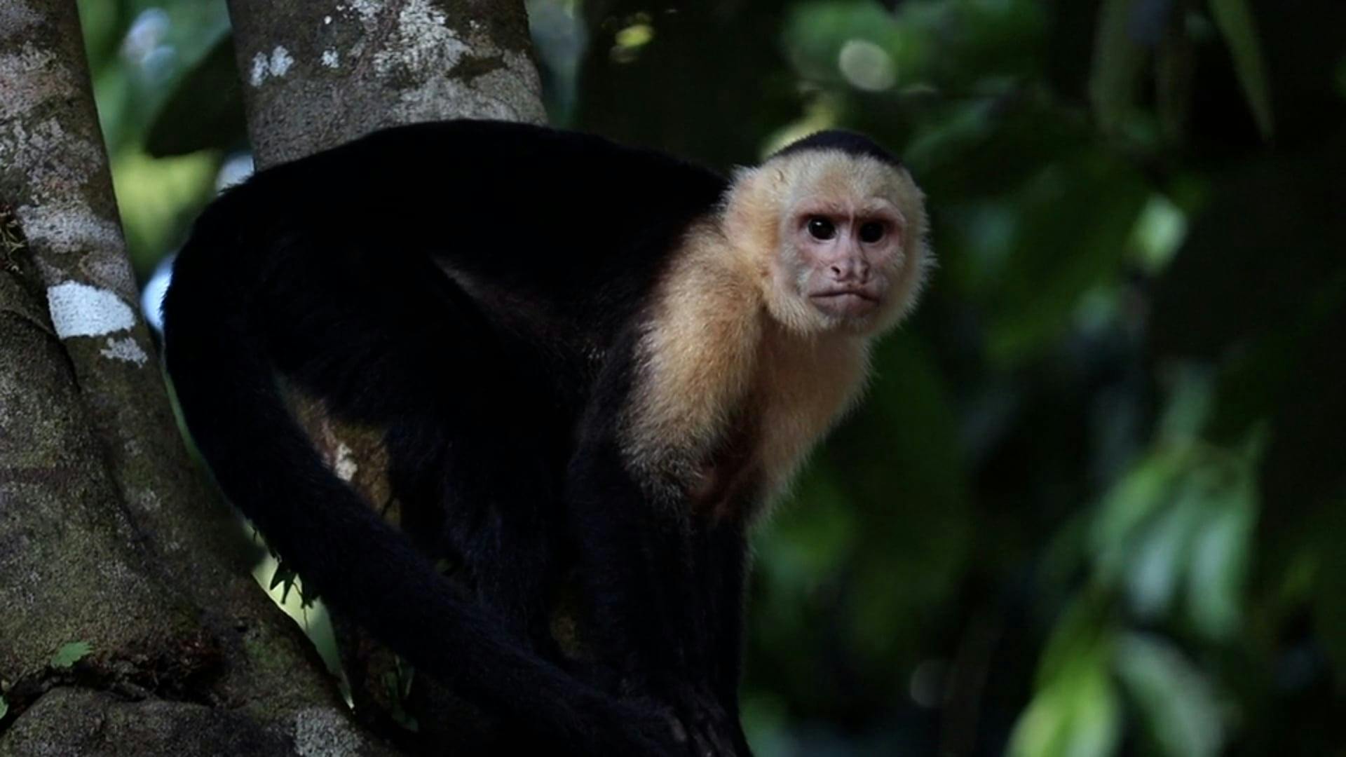 Monkey on Tree · Free Stock Video