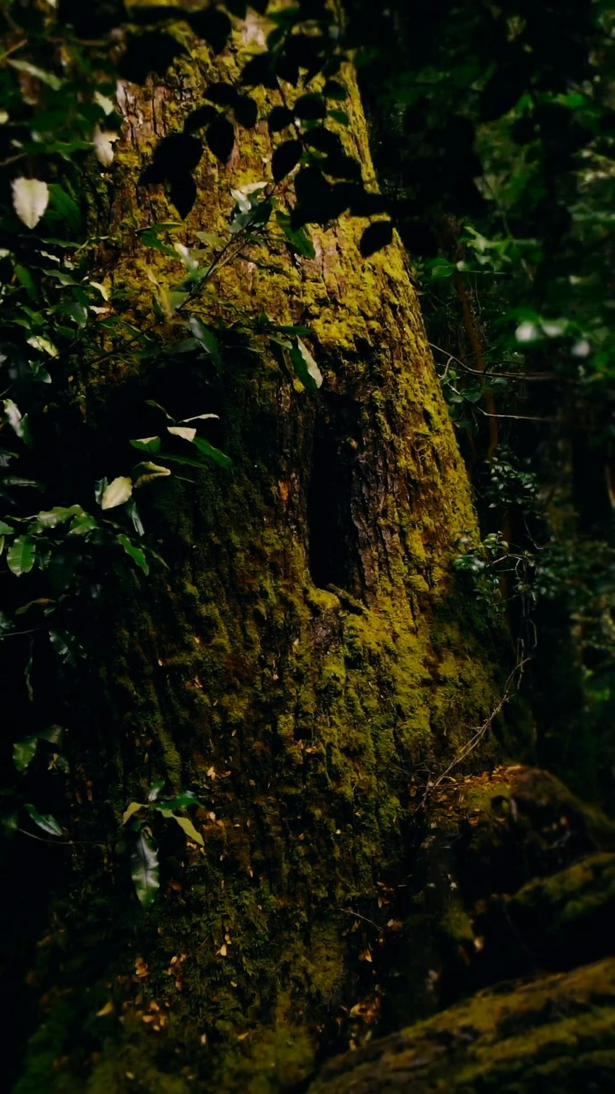 Deep Forest Videos, Download The BEST Free 4k Stock Video Footage ...