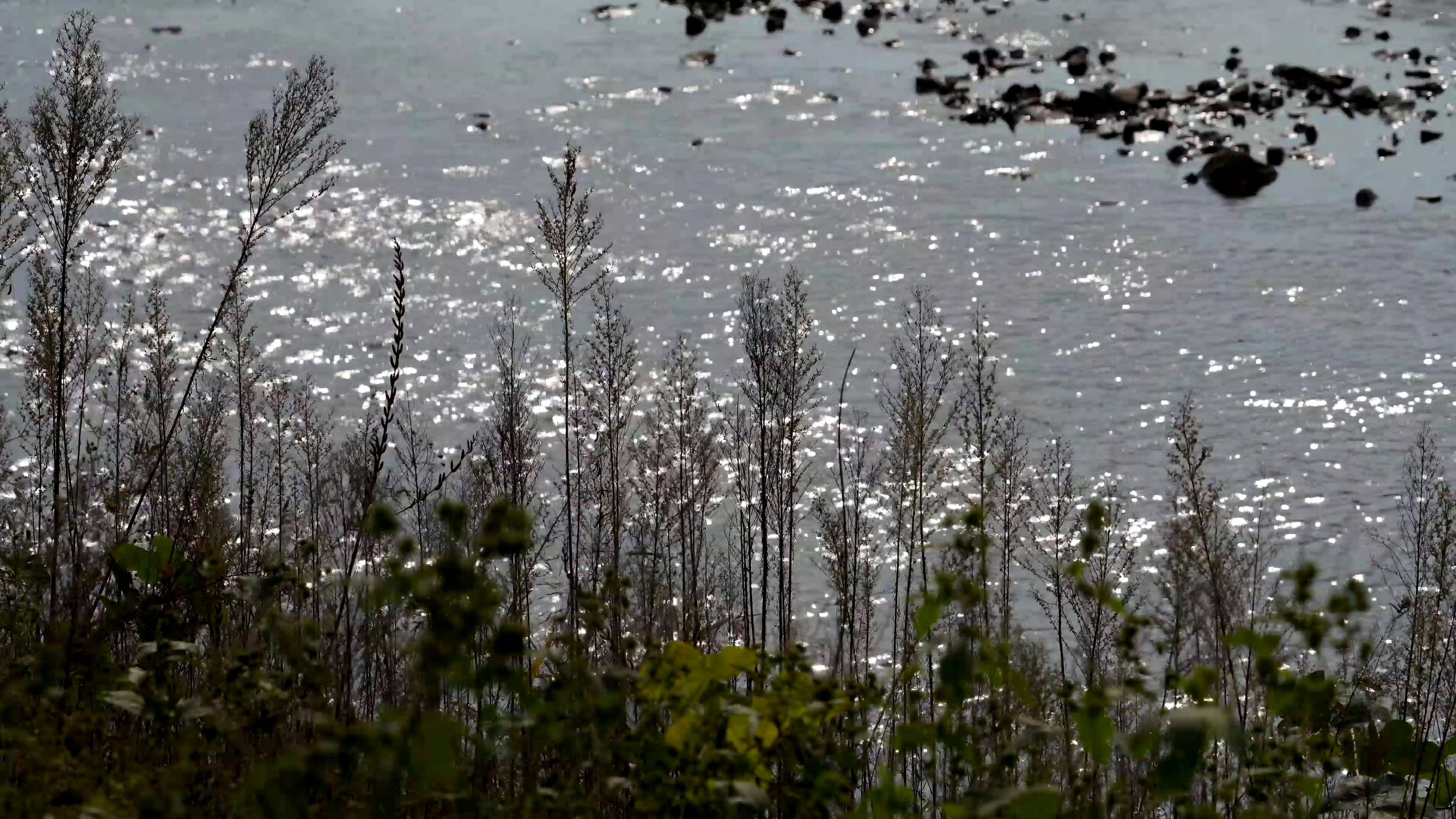 Vídeos de stock gratuitos sobre agua que fluye, juncos, naturaleza ...