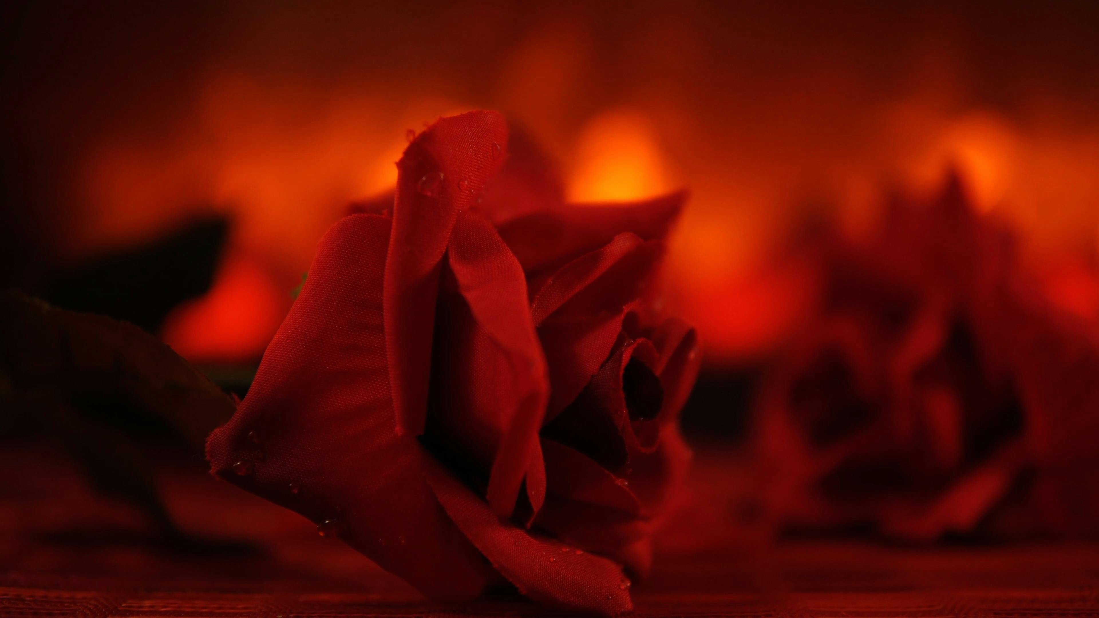 Roses with Fire in Background Free Stock Video Footage, Royalty-Free 4K ...