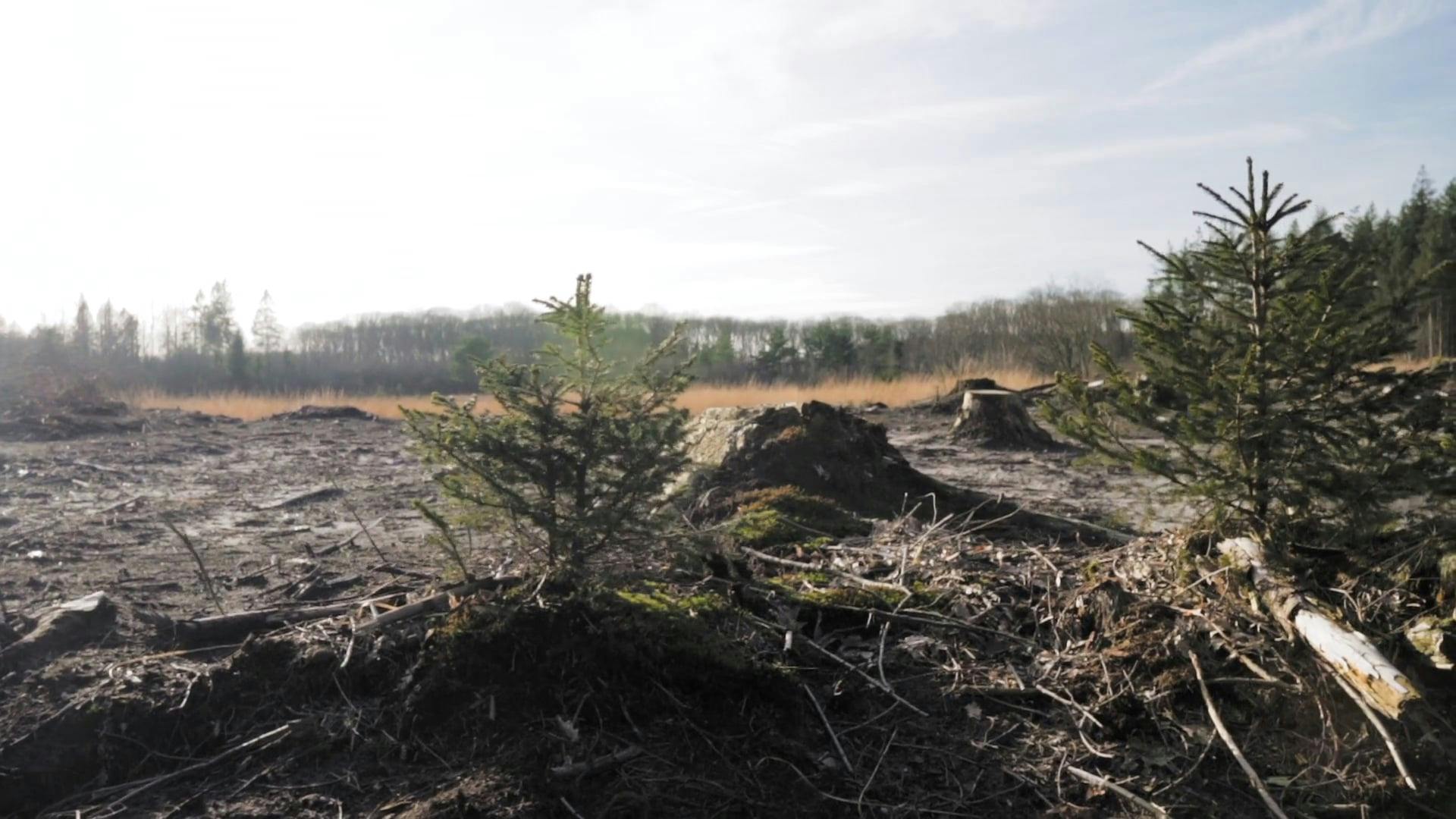 Ground Level Shot of Tree Stumps in a Forest Area · Free Stock Video