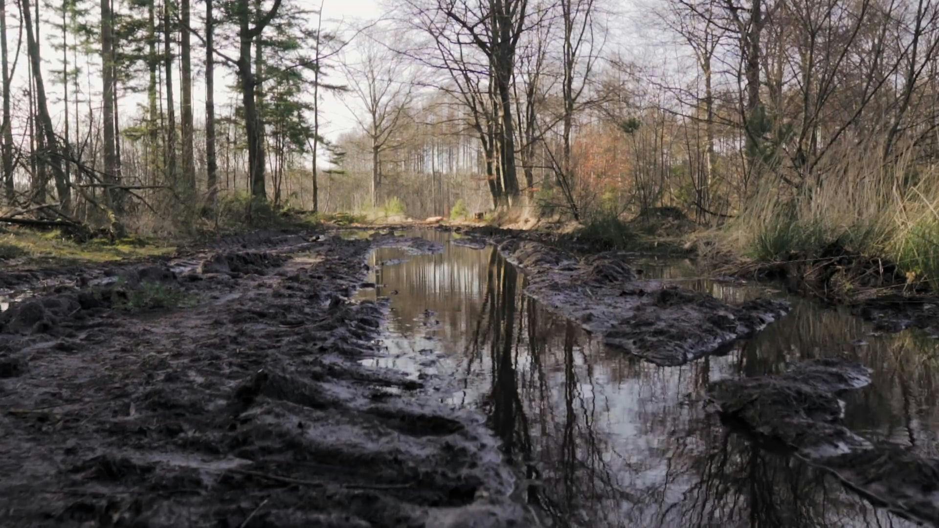 Mud in Forest Free Stock Video Footage, Royalty-Free 4K & HD Video Clip