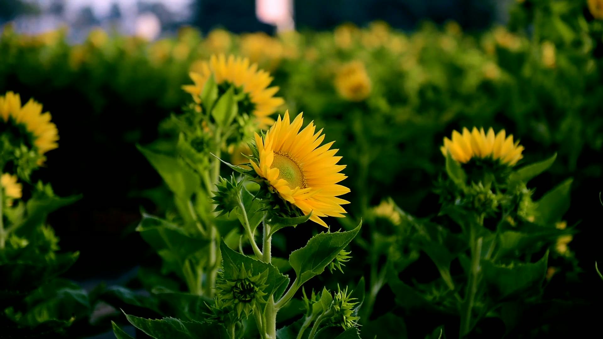 Long Thach - Photography