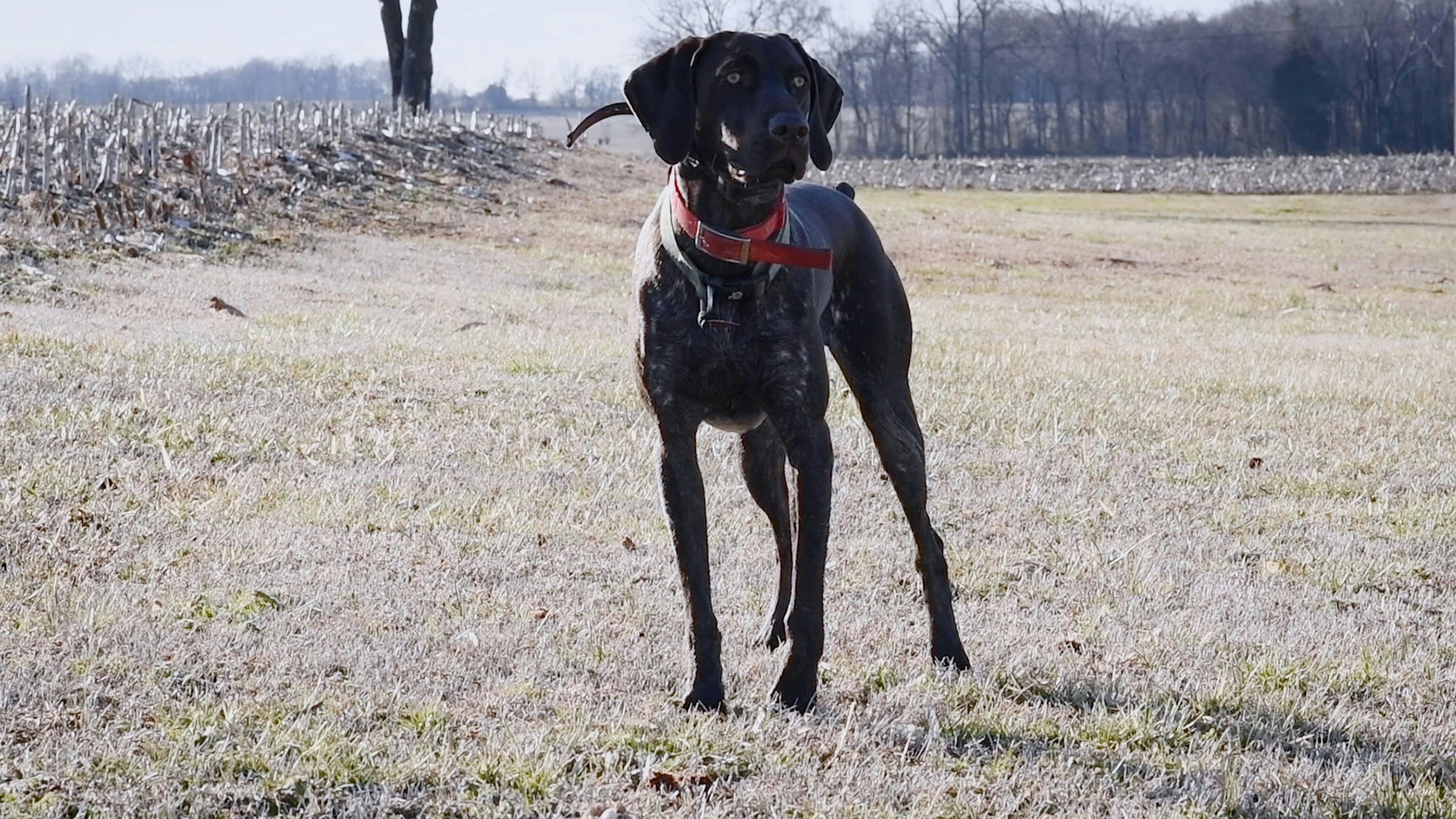 German Shorthaired Pointers Videos, Download The BEST Free 4k Stock ...
