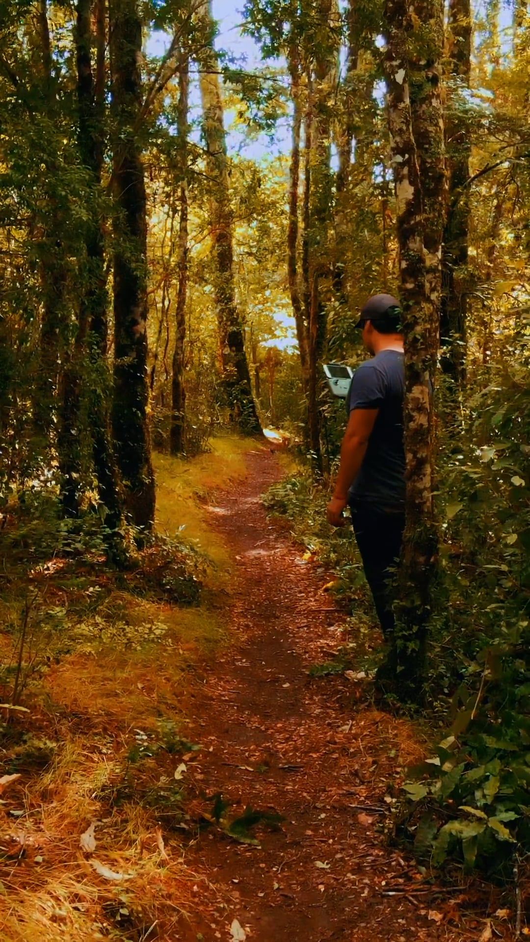 Forest Potrait Videos, Download The BEST Free 4k Stock Video Footage ...