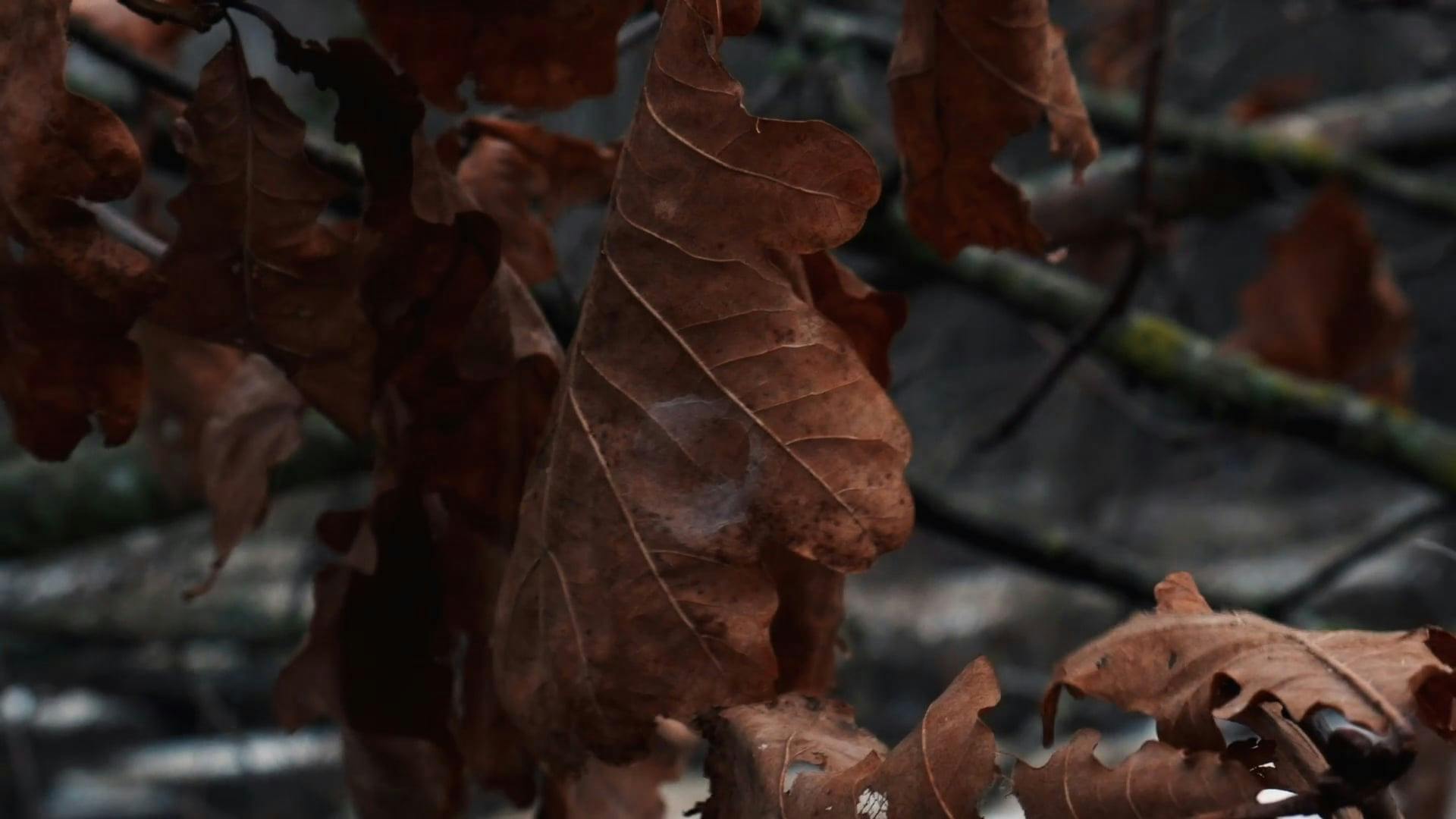 Leave Texture Videos, Download The BEST Free 4k Stock Video Footage ...