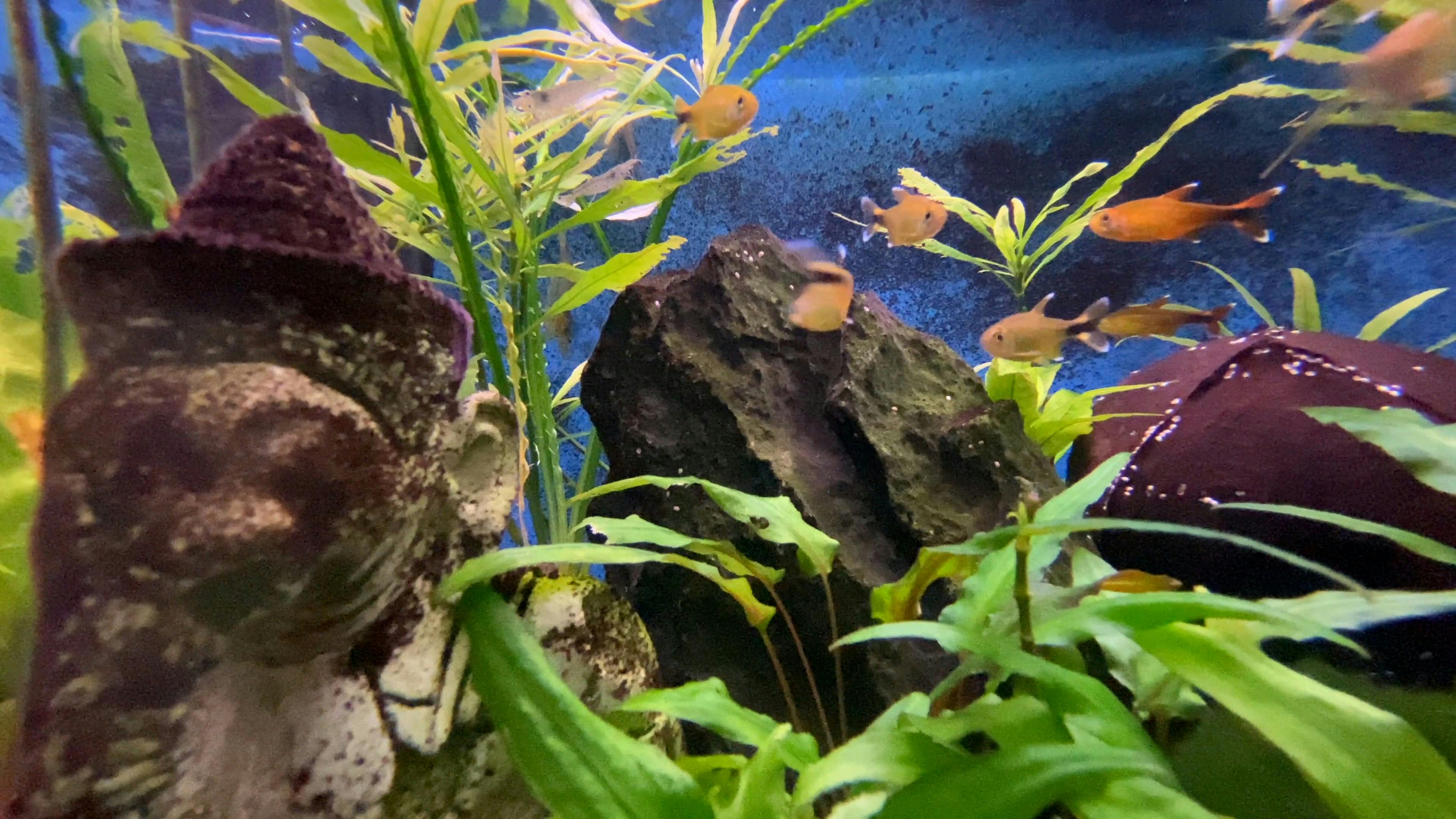 Fish Swimming Underwater Free Stock Video Footage, Royalty-Free 4K & HD ...