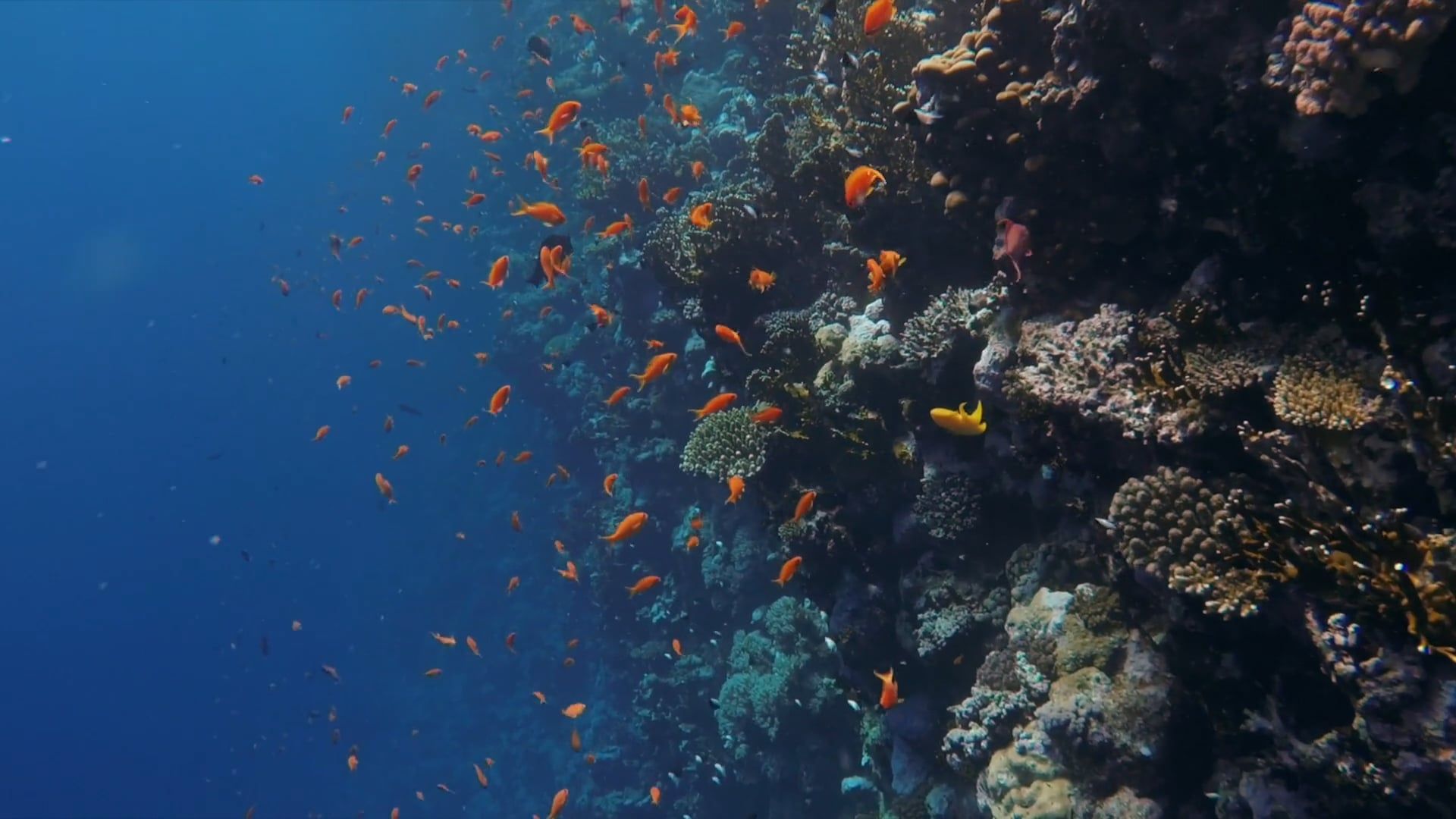 Underwater Footage of Tropical Fish in a Coral reef Free Stock Video ...