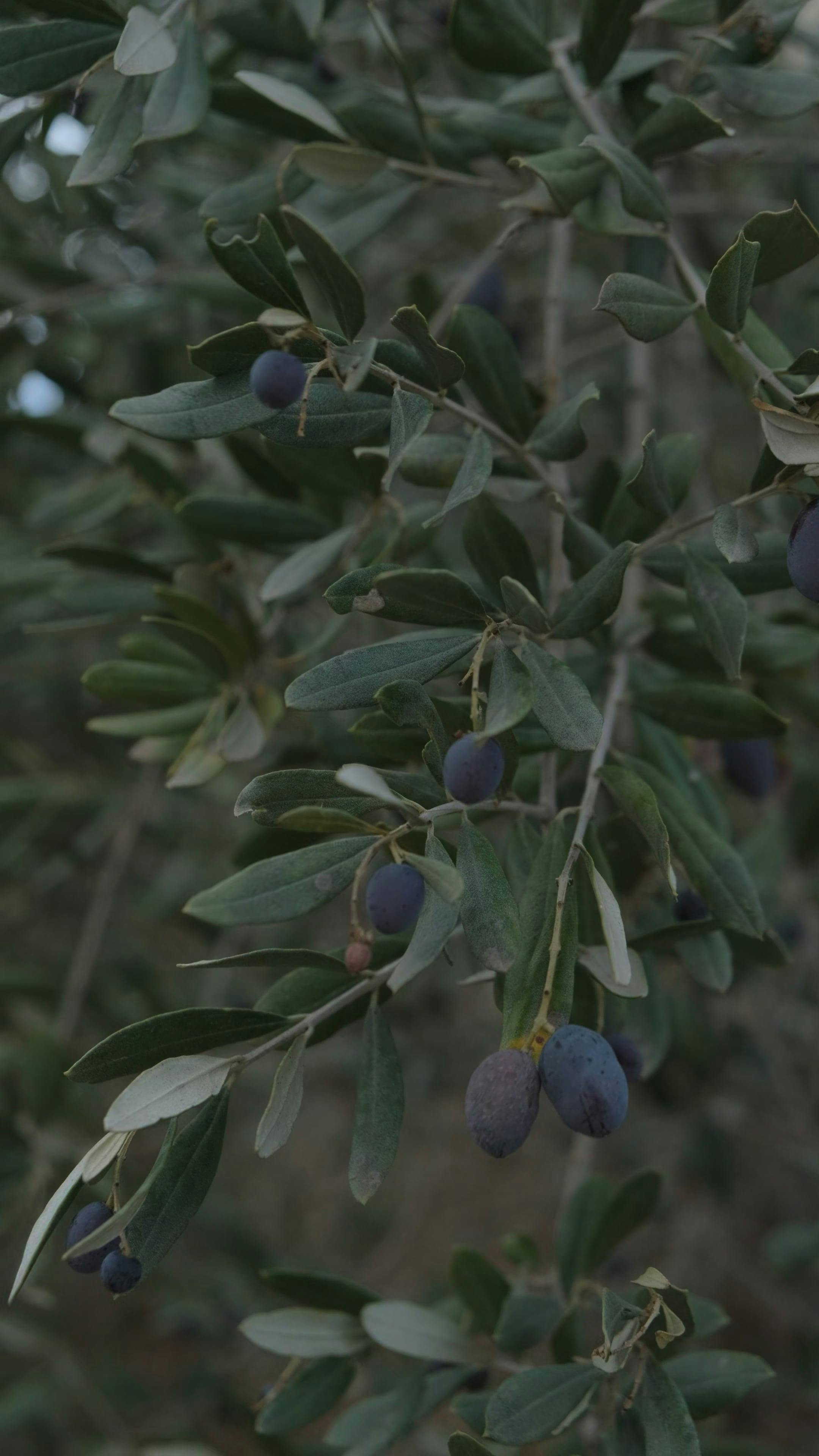 Video Of Tree Growing Videos, Download The BEST Free 4k Stock Video ...