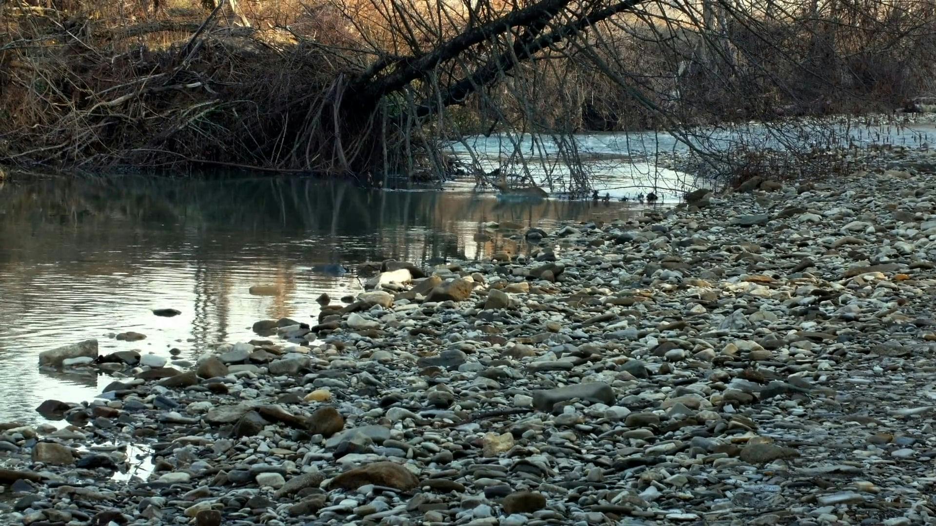 Deer Creek Videos, Download The BEST Free 4k Stock Video Footage & Deer ...