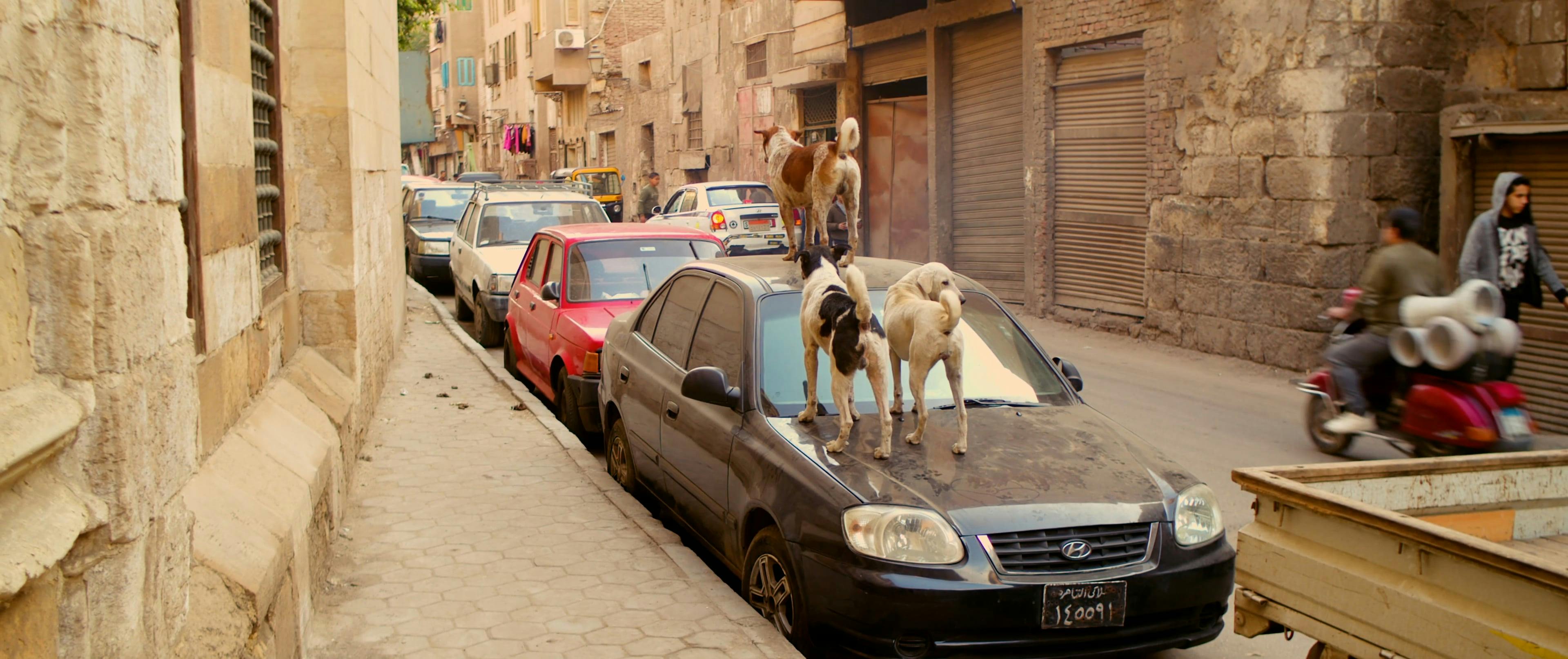 Aerial View on Pyramids in Cairo Free Stock Video Footage, Royalty-Free ...