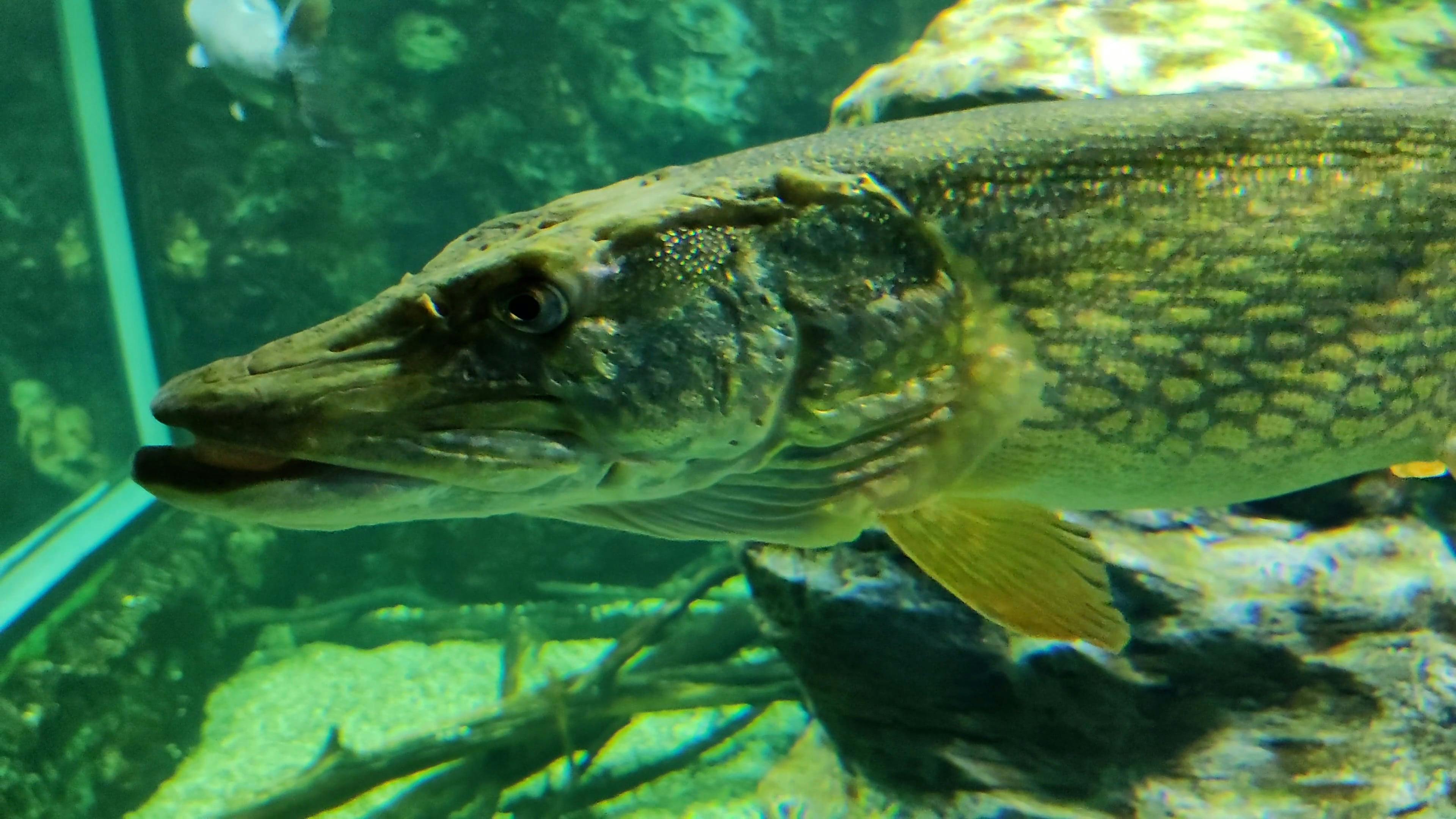 Gill Cover Videos, Download The BEST Free 4k Stock Video Footage & Gill ...