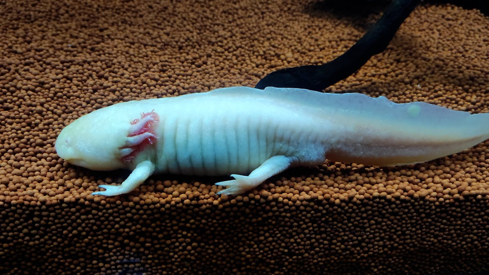 Axolotl Videos, Download The BEST Free 4k Stock Video Footage & Axolotl ...