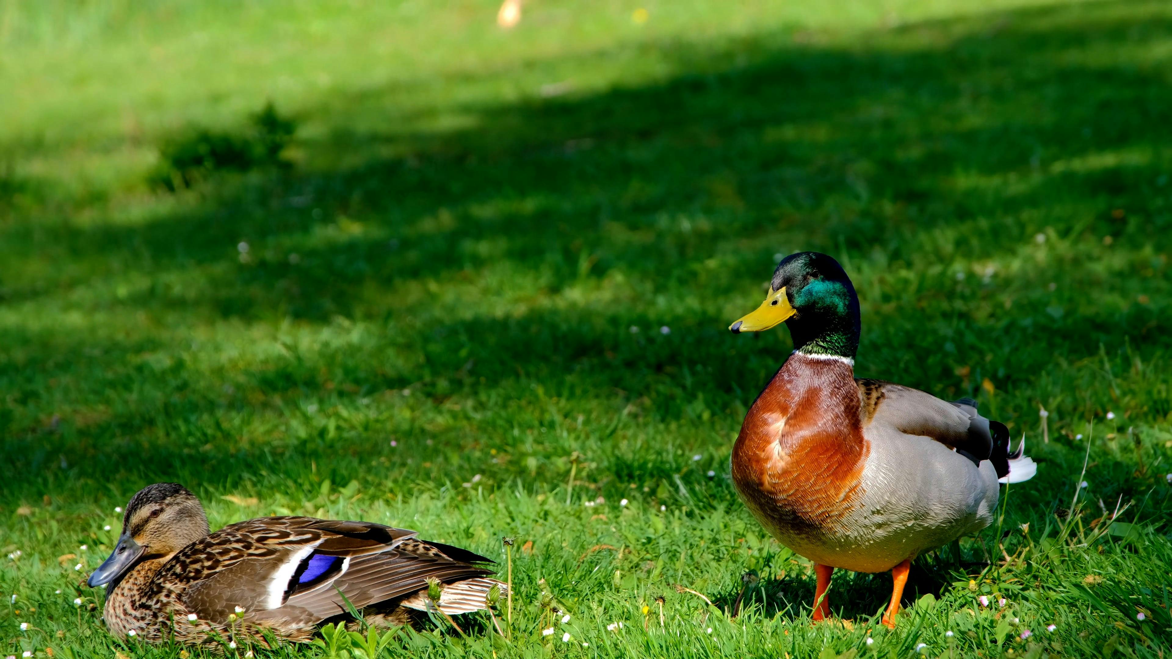Male Duck Videos, Download The BEST Free 4k Stock Video Footage & Male ...