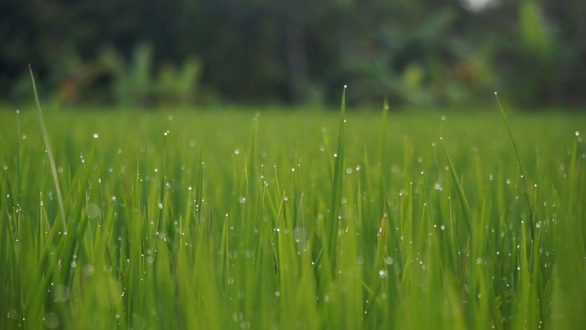 Raining on Grass · Free Stock Video