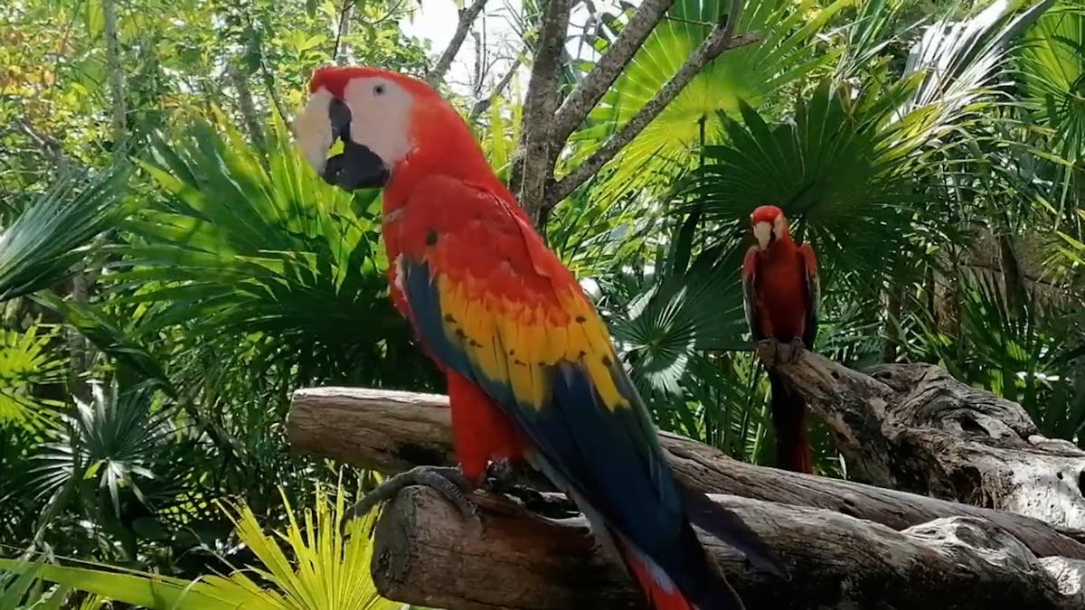 Amazon Forest Videos, Download The BEST Free 4k Stock Video Footage ...