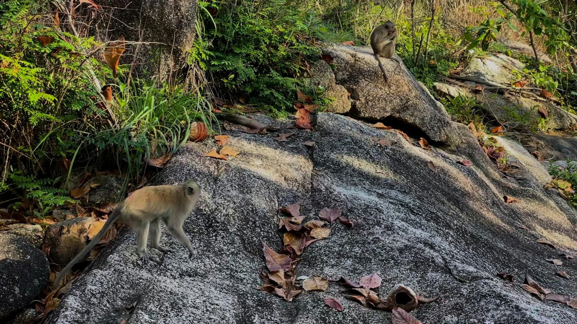 Monkeys on Rocks Beside the Beach Free Stock Video Footage, Royalty ...
