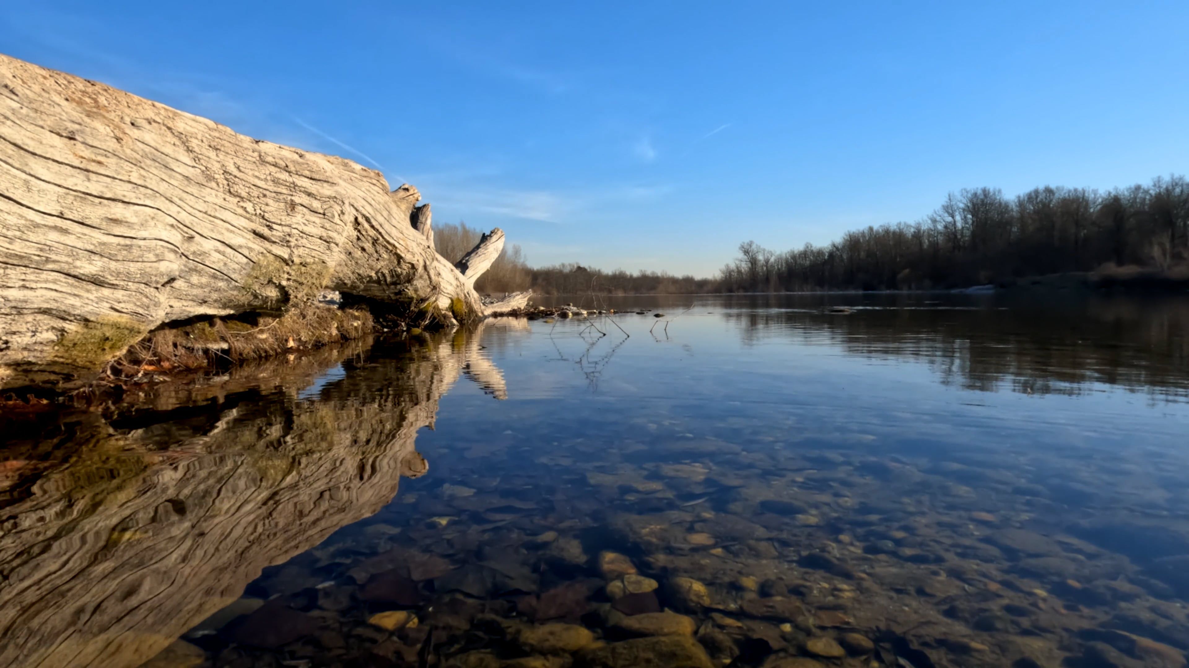 Fallen Tree in River Free Stock Video Footage, Royalty-Free 4K & HD ...
