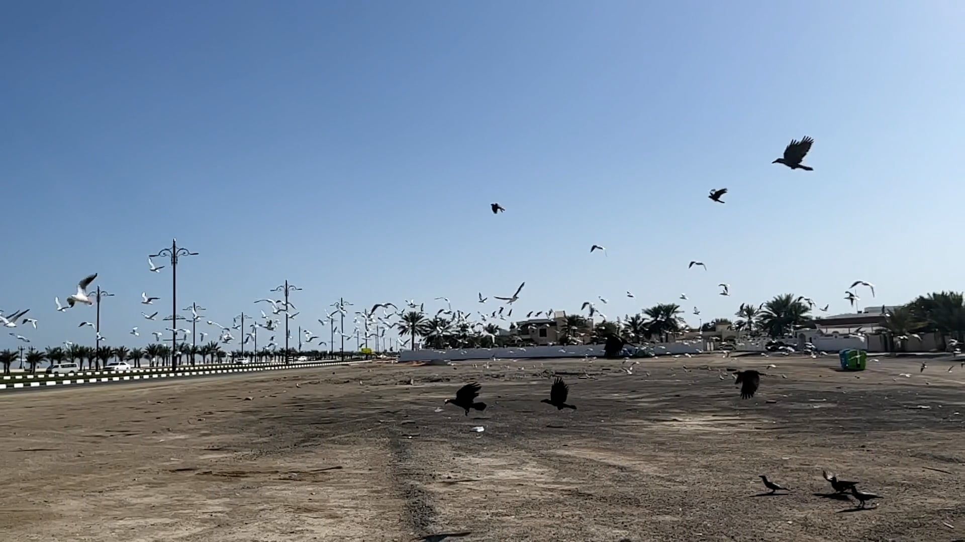 Birds Flying in Slow Motion Free Stock Video Footage, Royalty-Free 4K ...