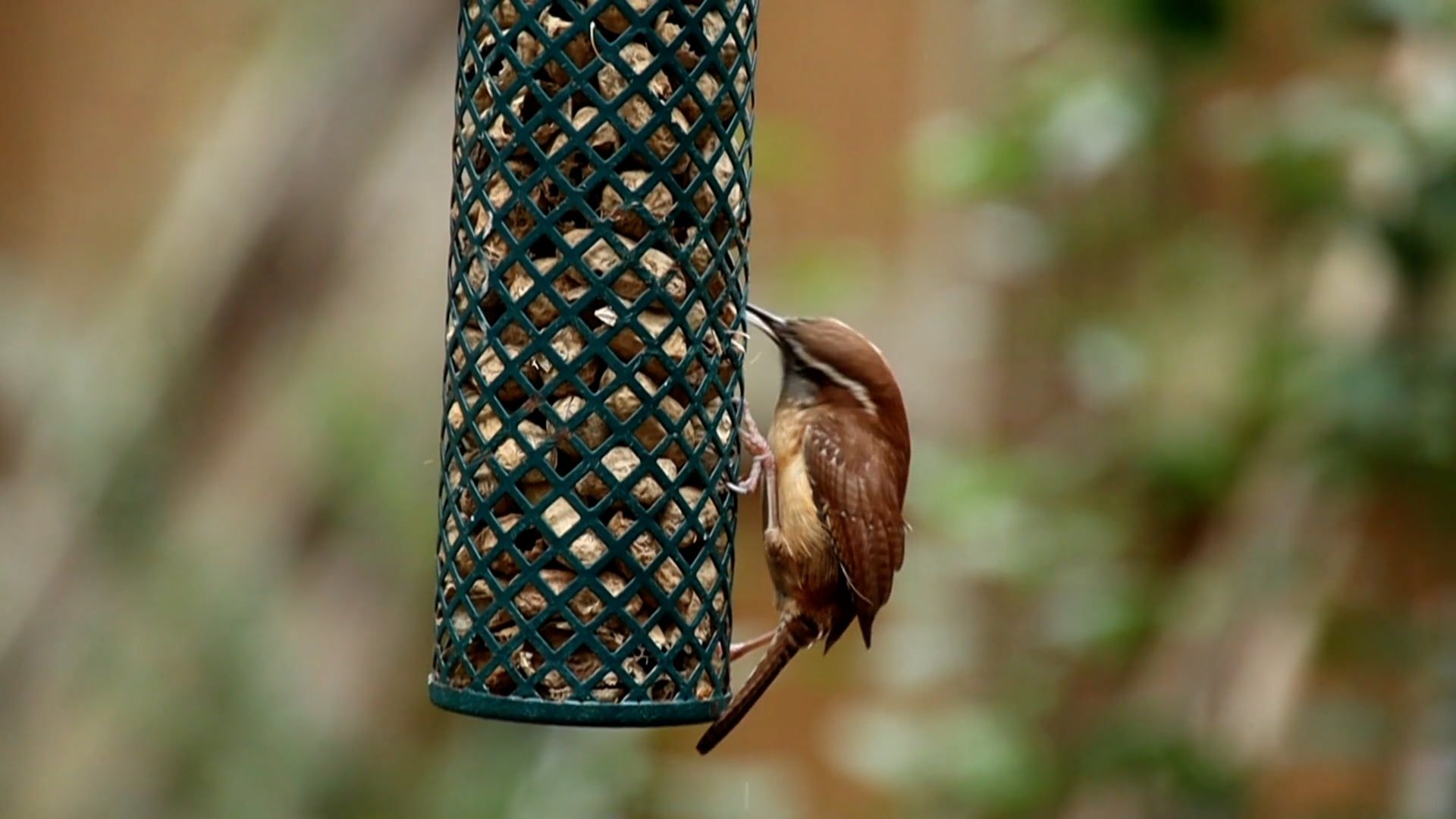 A Carolina Wren Eating from a Bird Feeder Free Stock Video Footage ...