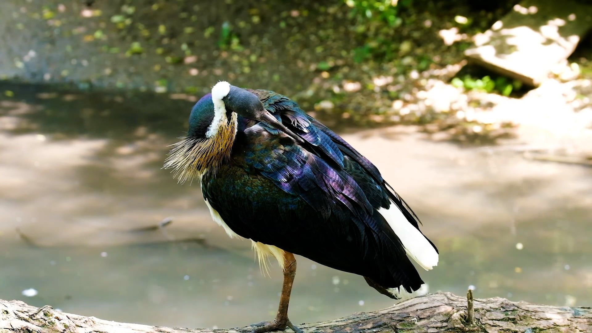 Colorful Bird Cleaning Its feathers Free Stock Video Footage, Royalty ...