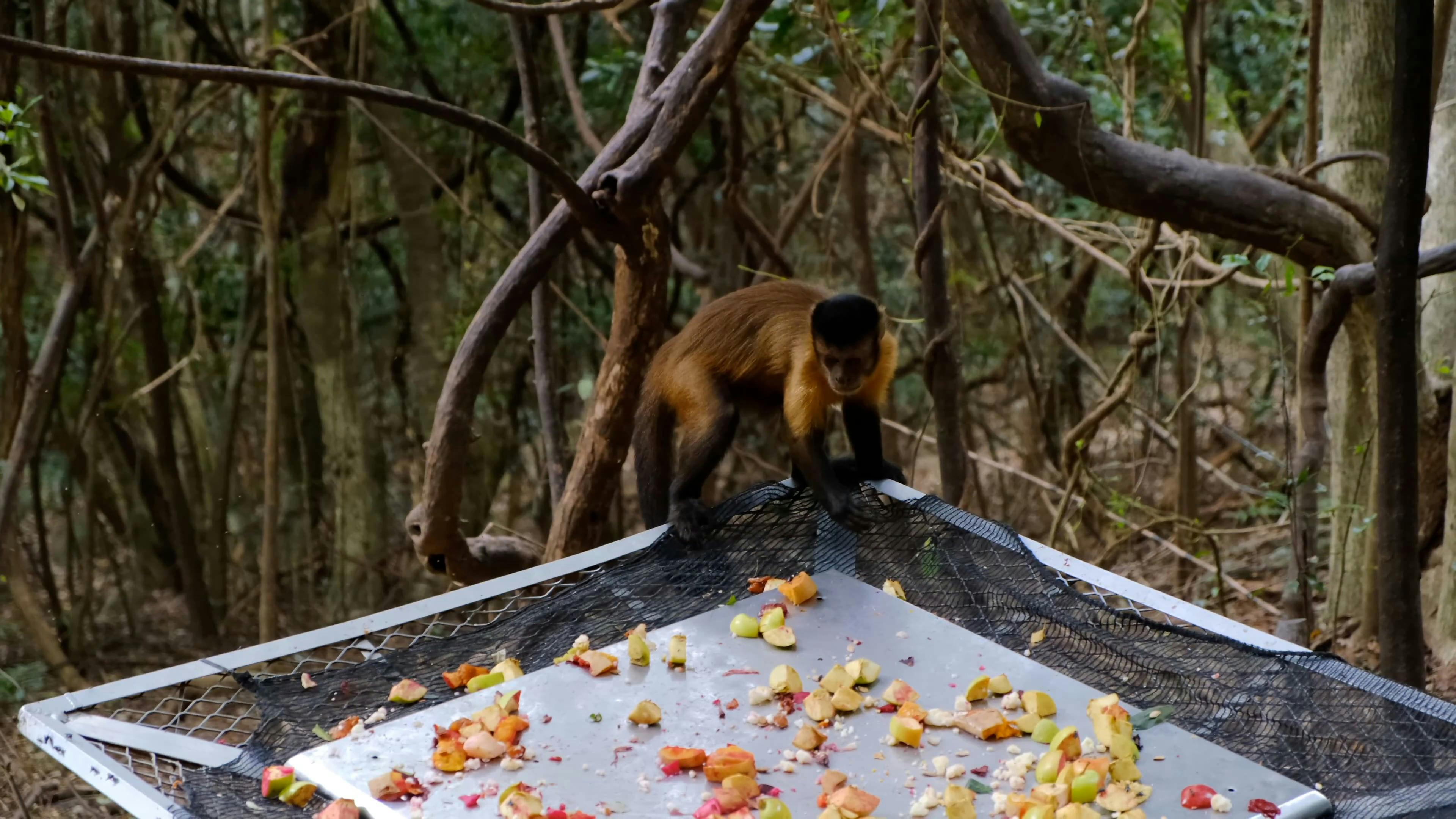 Footage Of Monkeys Eating Together Free Stock Video Footage, Royalty ...
