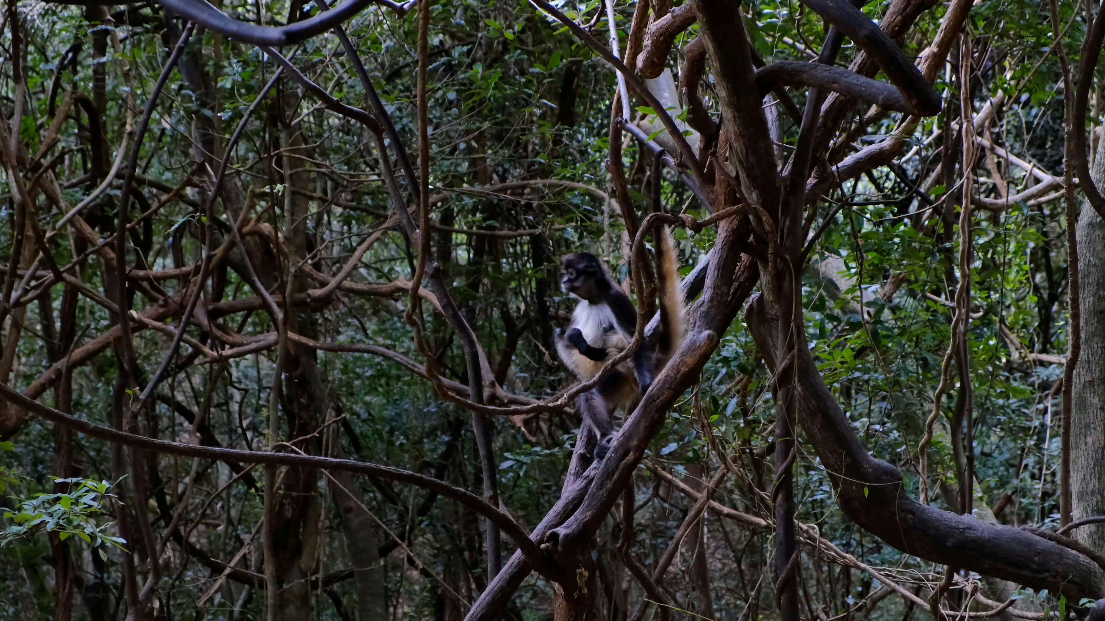 Busy Monkeys Free Stock Video Footage, Royalty-Free 4K & HD Video Clip