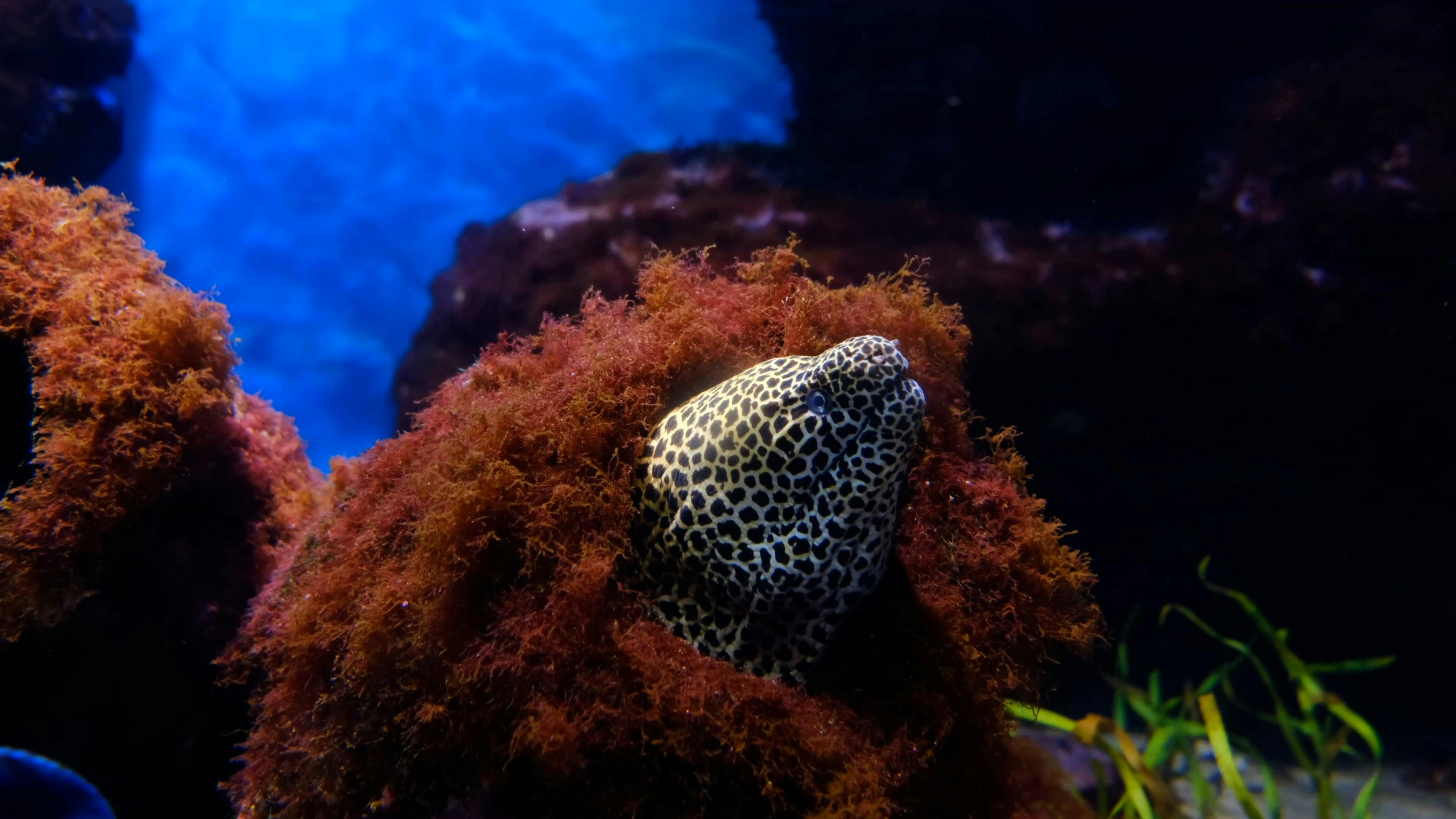 Video Of Fishes Underwater Free Stock Video Footage, Royalty-Free 4K ...