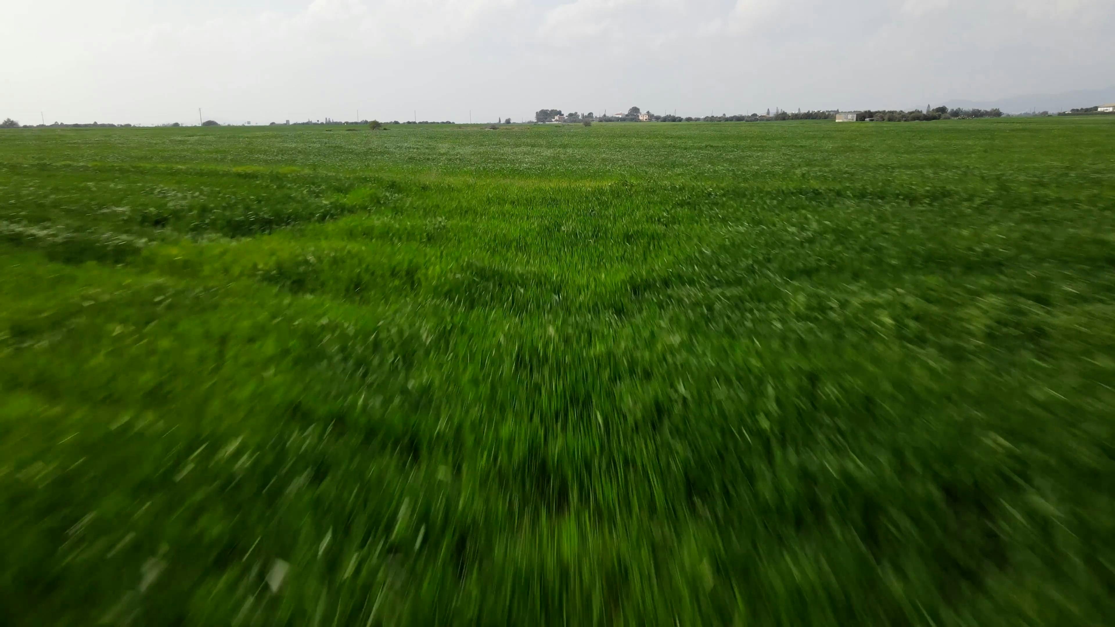 Field in Wind · Free Stock Video
