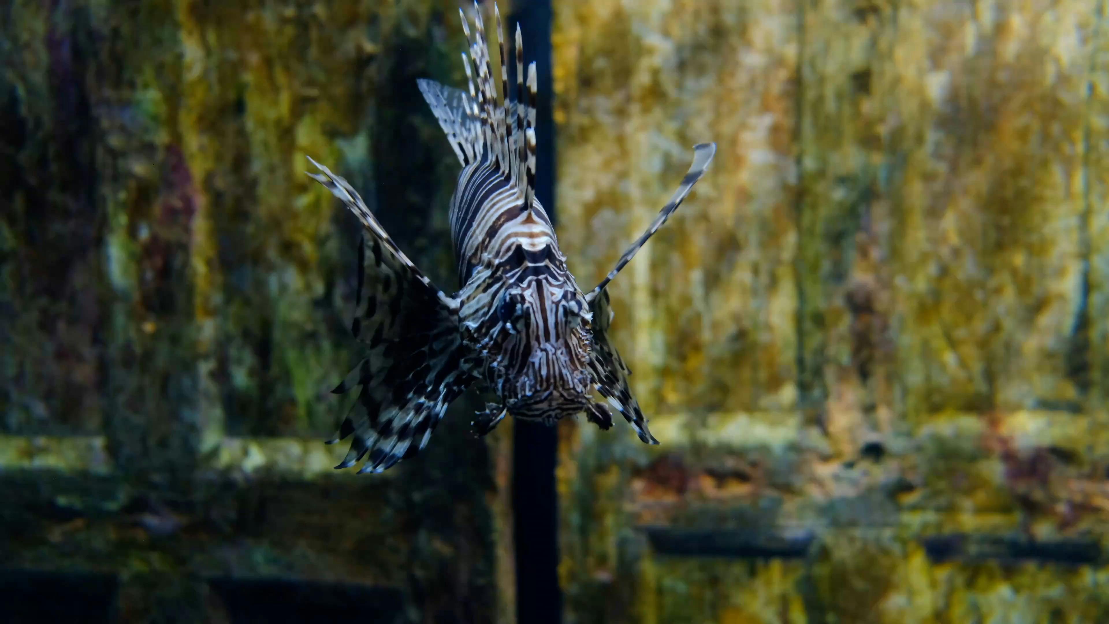 Film of Fish Swimming · Free Stock Video