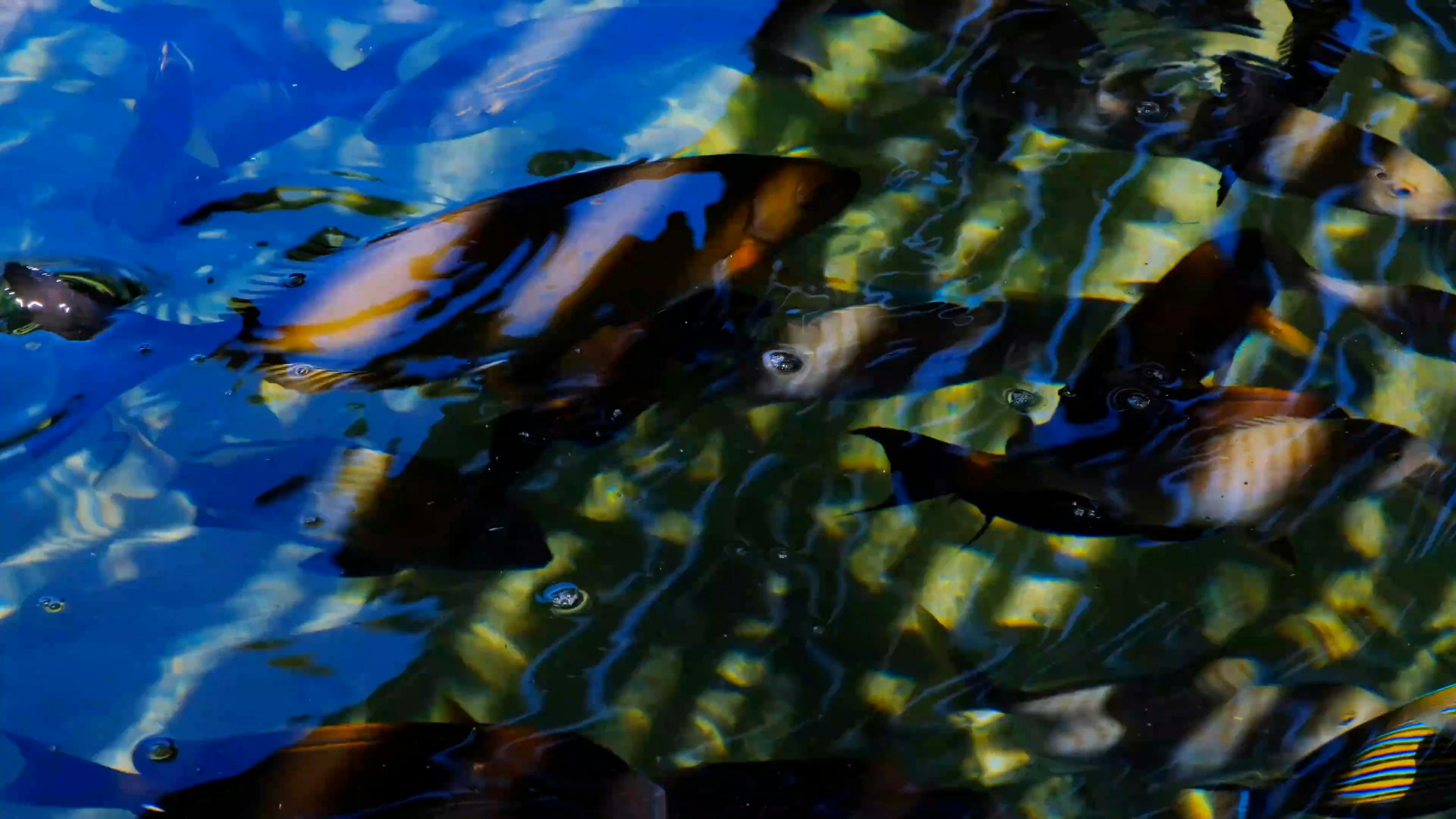 Fishes Swimming Underwater Free Stock Video Footage, Royalty-Free 4K ...