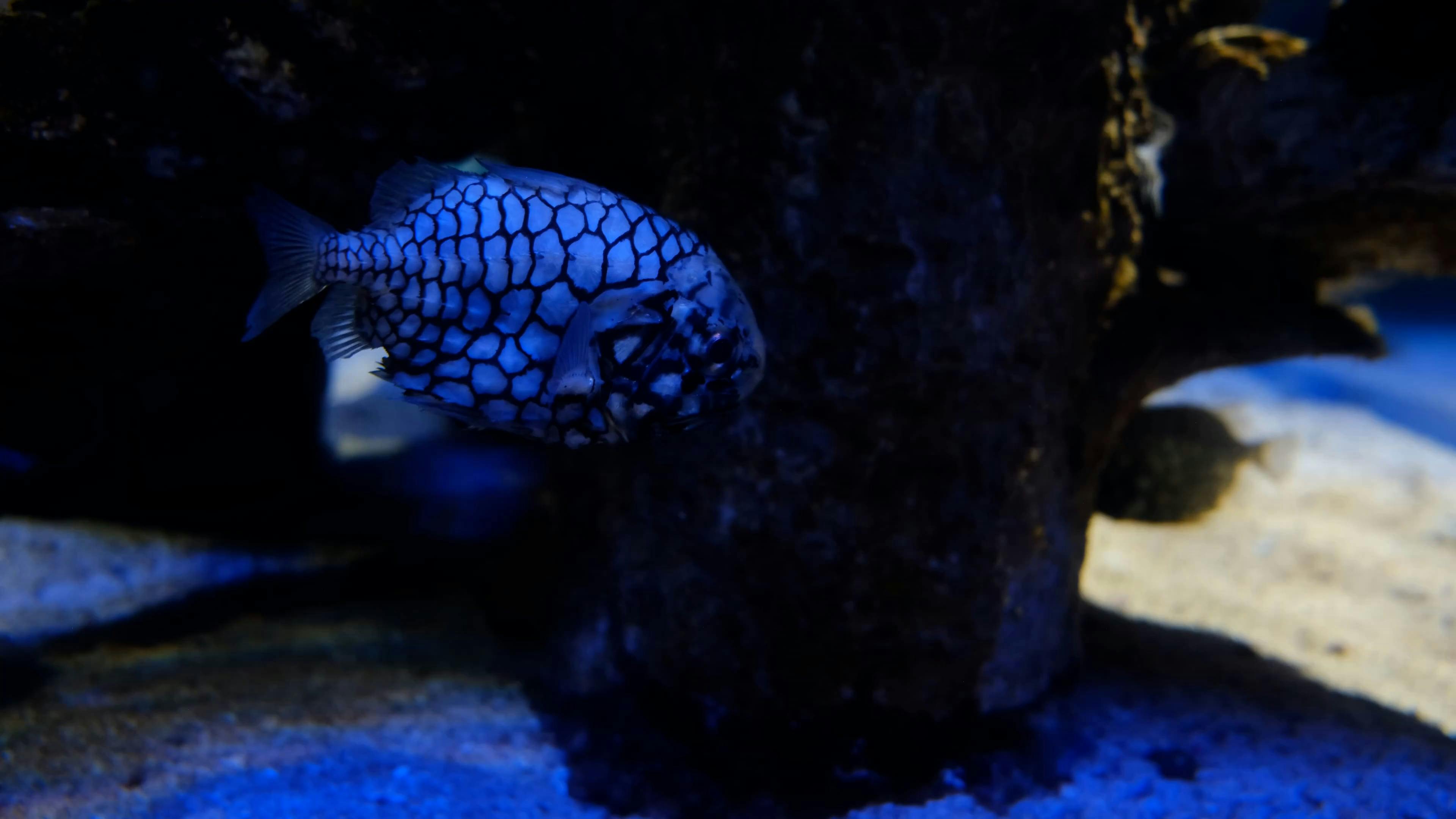 Bony Fish Videos, Download The BEST Free 4k Stock Video Footage & Bony ...