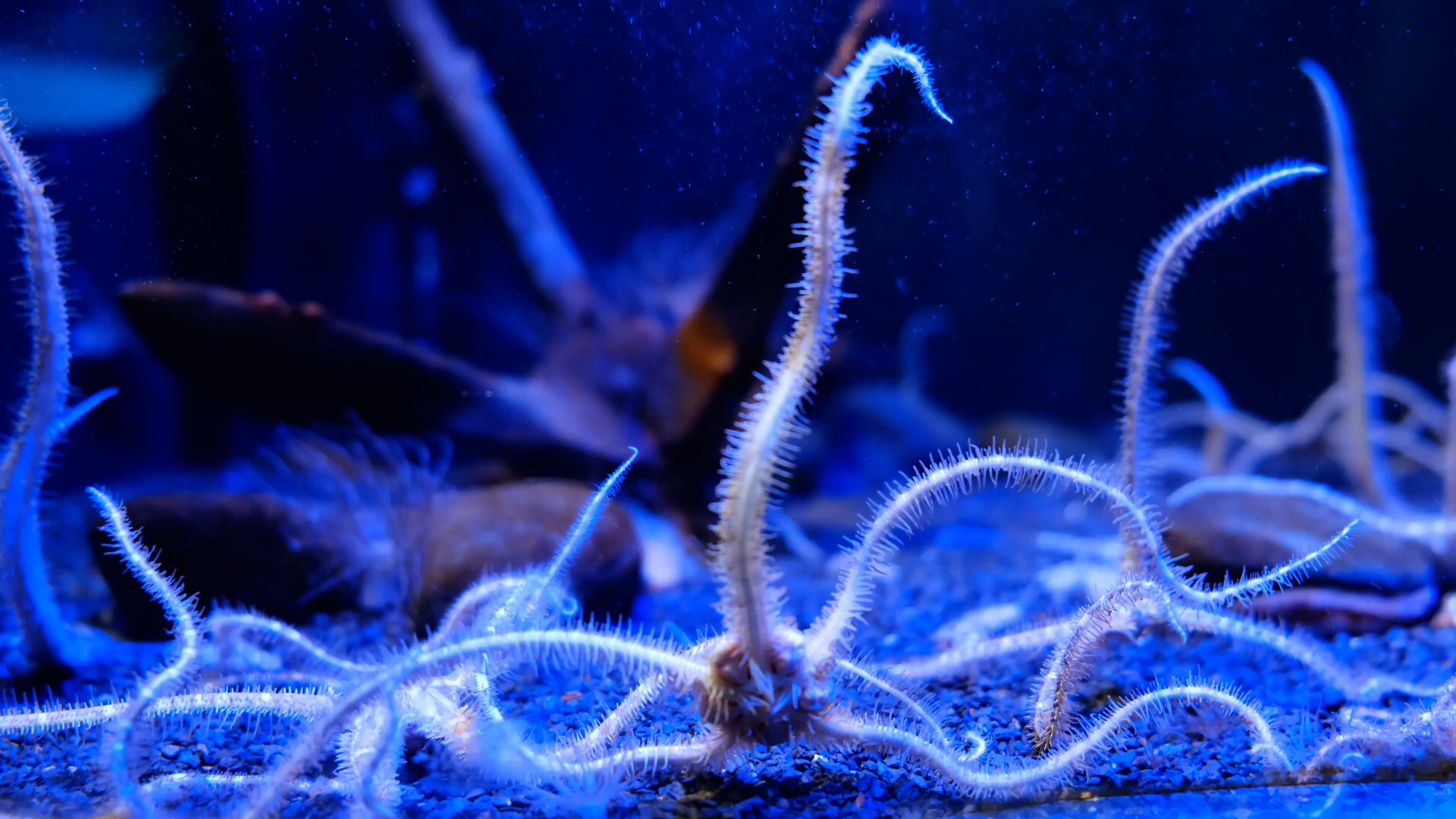 Close-up View of Sea Life Free Stock Video Footage, Royalty-Free 4K ...