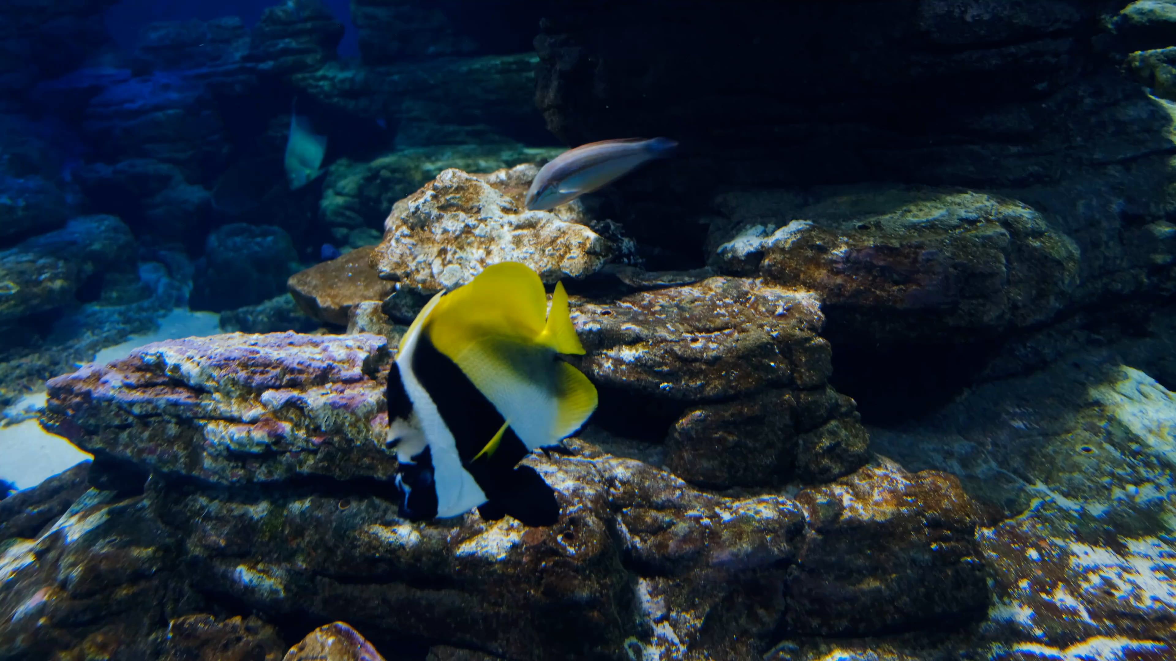 Aquariums Videos, Download The BEST Free 4k Stock Video Footage ...