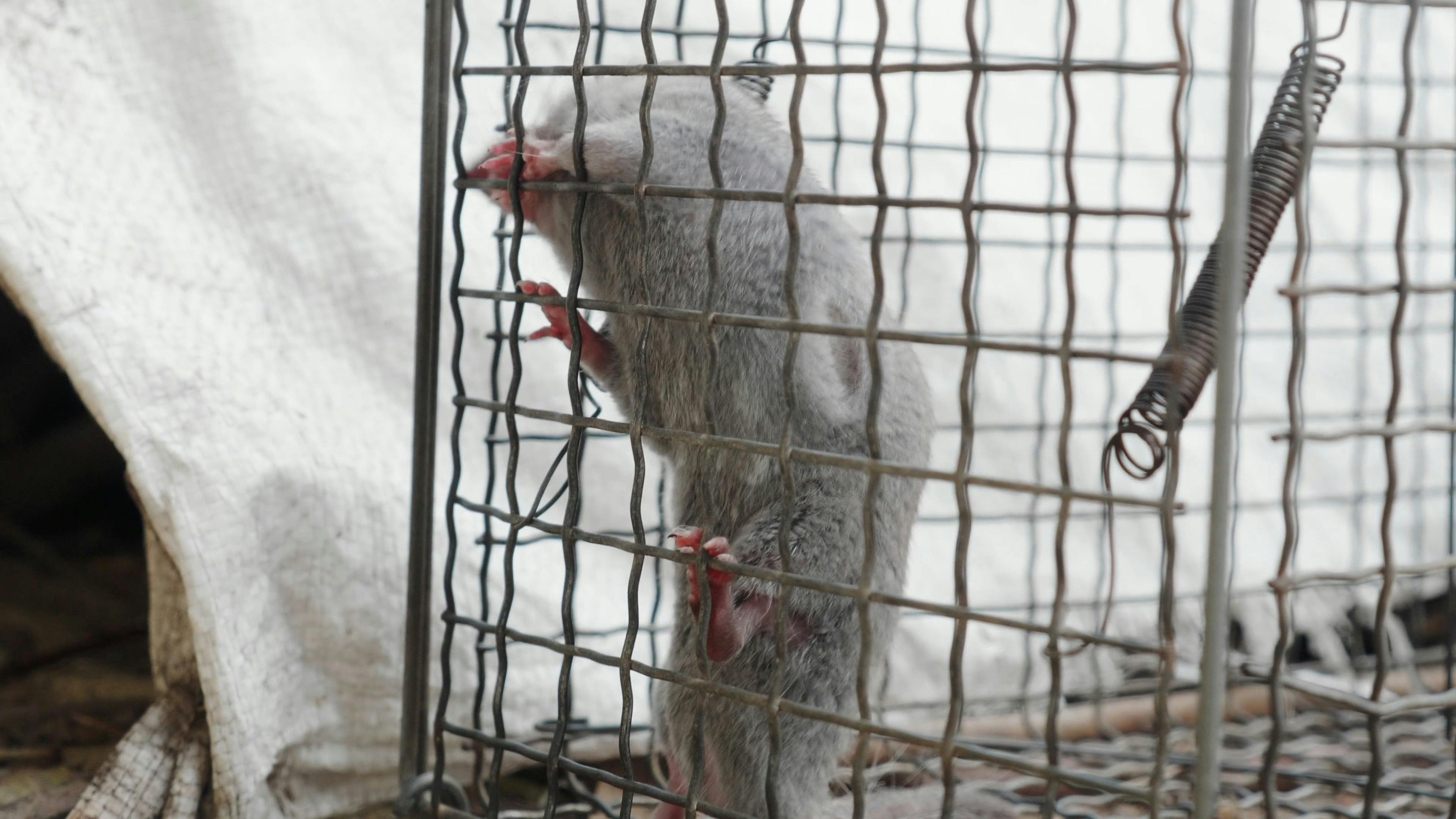 Rat Trap Videos, Download The BEST Free 4k Stock Video Footage & Rat ...