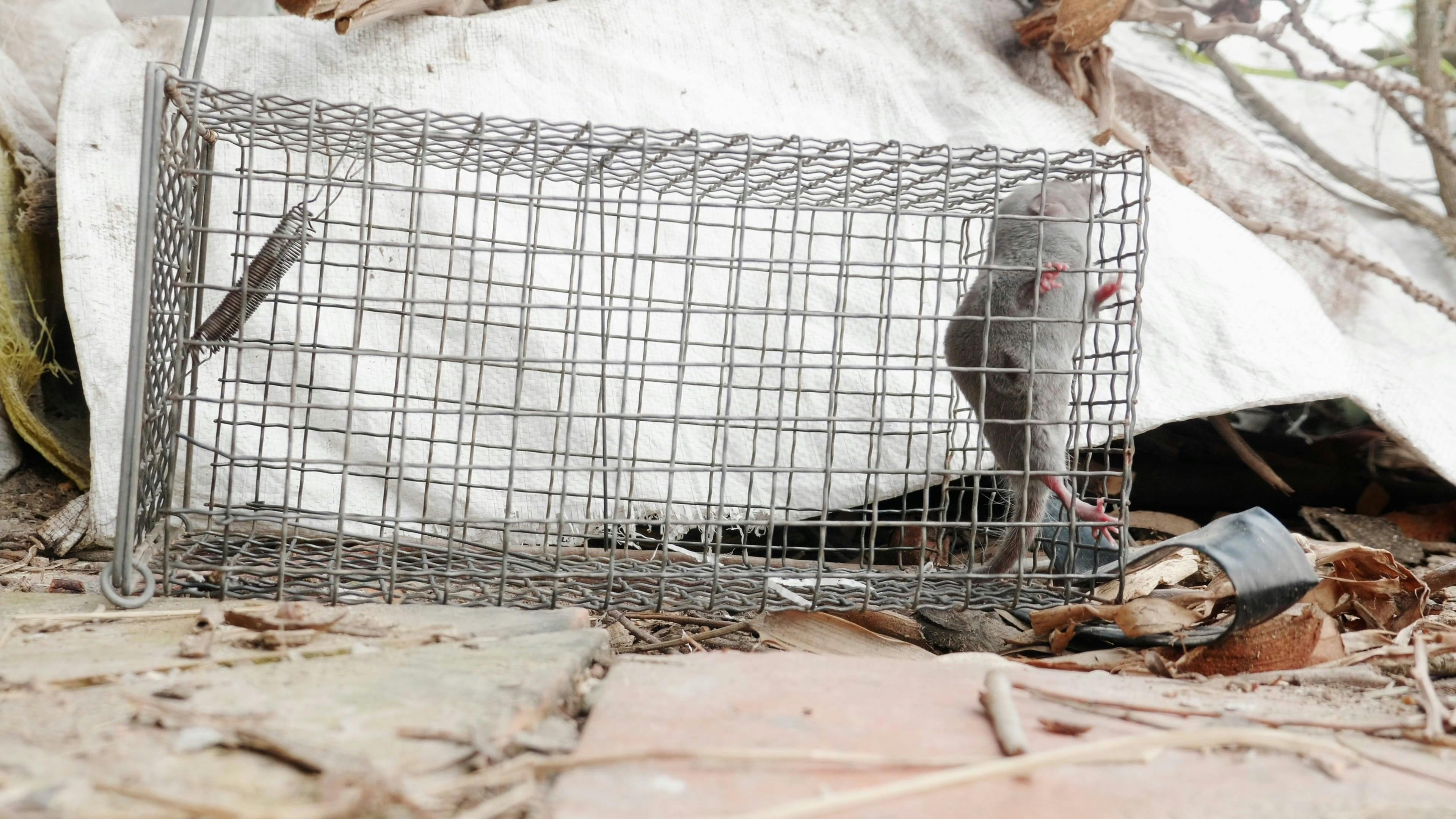 Pest Control Solutions Videos, Download The BEST Free 4k Stock Video ...