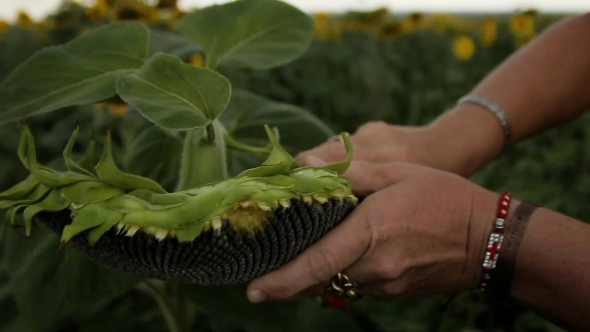 Close up on Cutting Sunflower from Field Free Stock Video Footage ...
