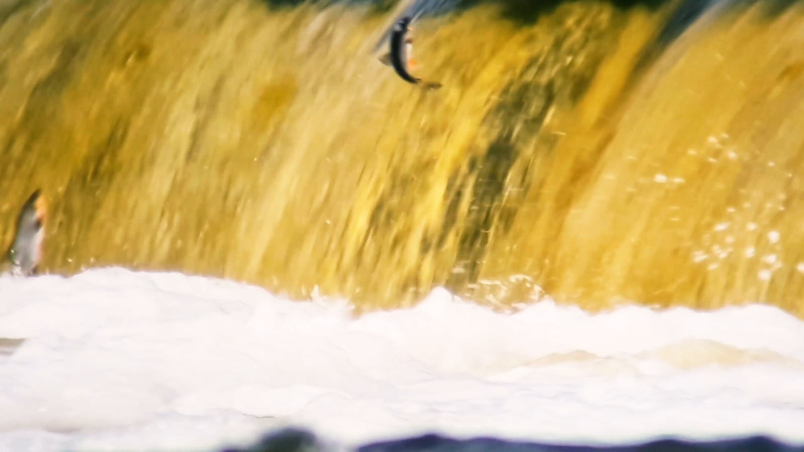 Fish Jumping Videos, Download The BEST Free 4k Stock Video Footage ...