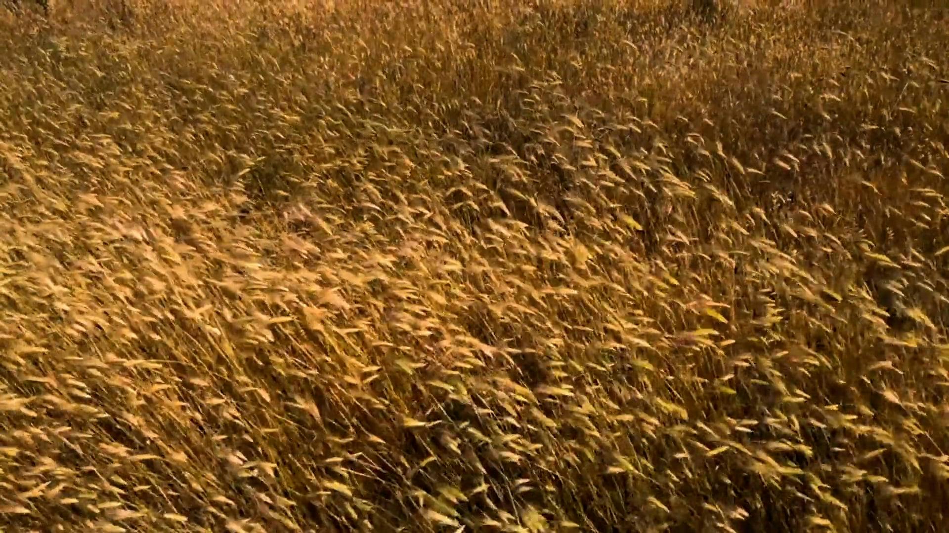 Crops Waving on Wind on Field Free Stock Video Footage, Royalty-Free 4K ...